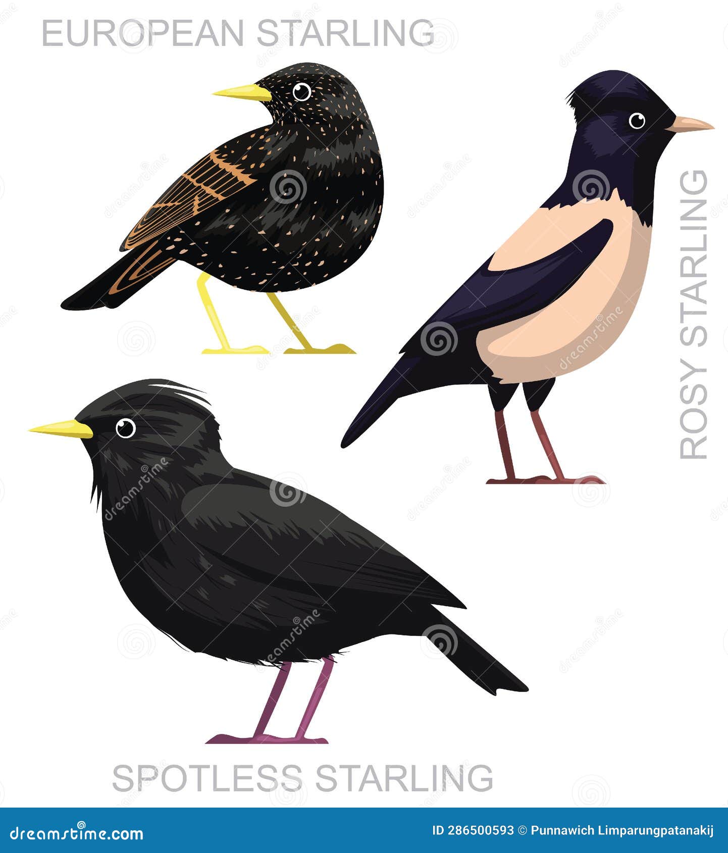 Cute Bird European Spotless Starling Set Cartoon Vector Stock Vector ...