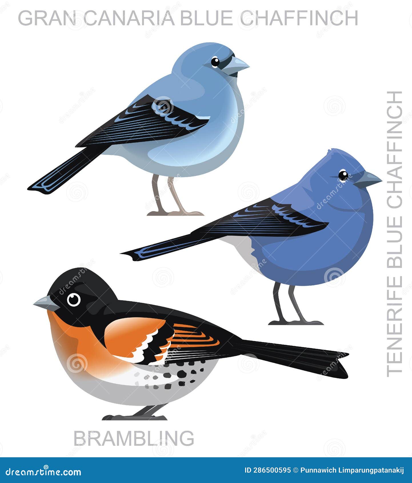 Cute Bird Brambling Blue Chaffinch Set Cartoon Vector Stock Vector ...