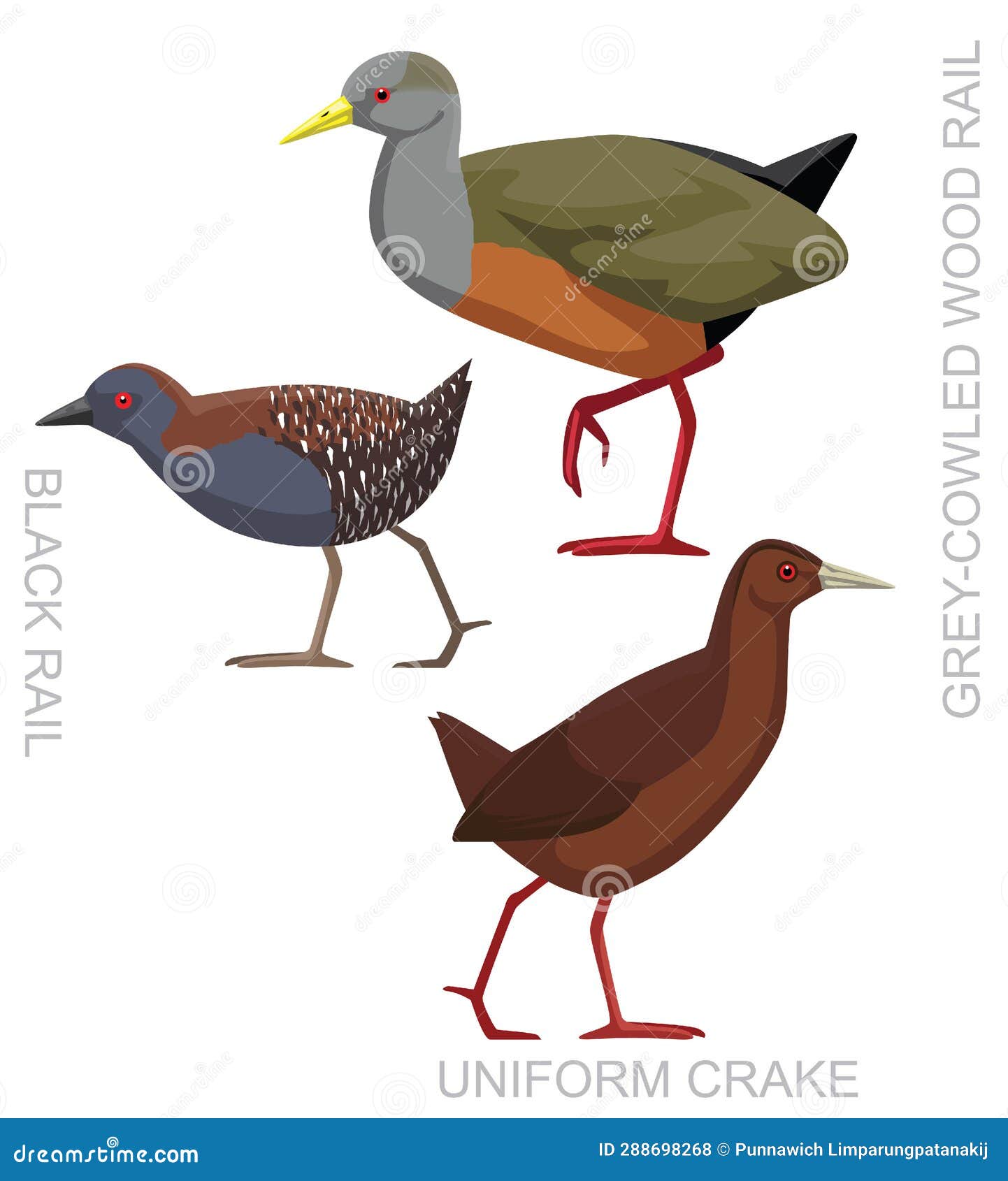Black Crake, South Africa. Flat Style. Vector Illustration Icon ...