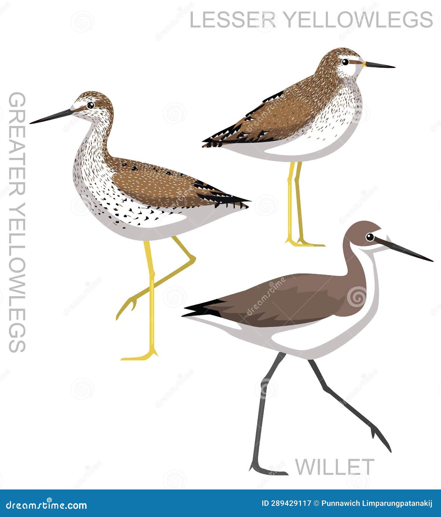 Cute Bird Yellowlegs Willet Set Cartoon Vector Stock Vector ...