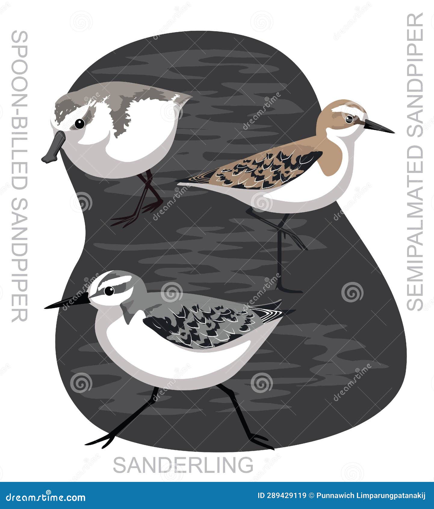 Cute Bird Sandpiper Sanderling Set Cartoon Vector Stock Vector ...