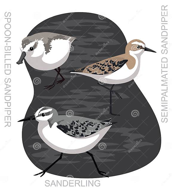 Cute Bird Sandpiper Sanderling Set Cartoon Vector Stock Vector ...