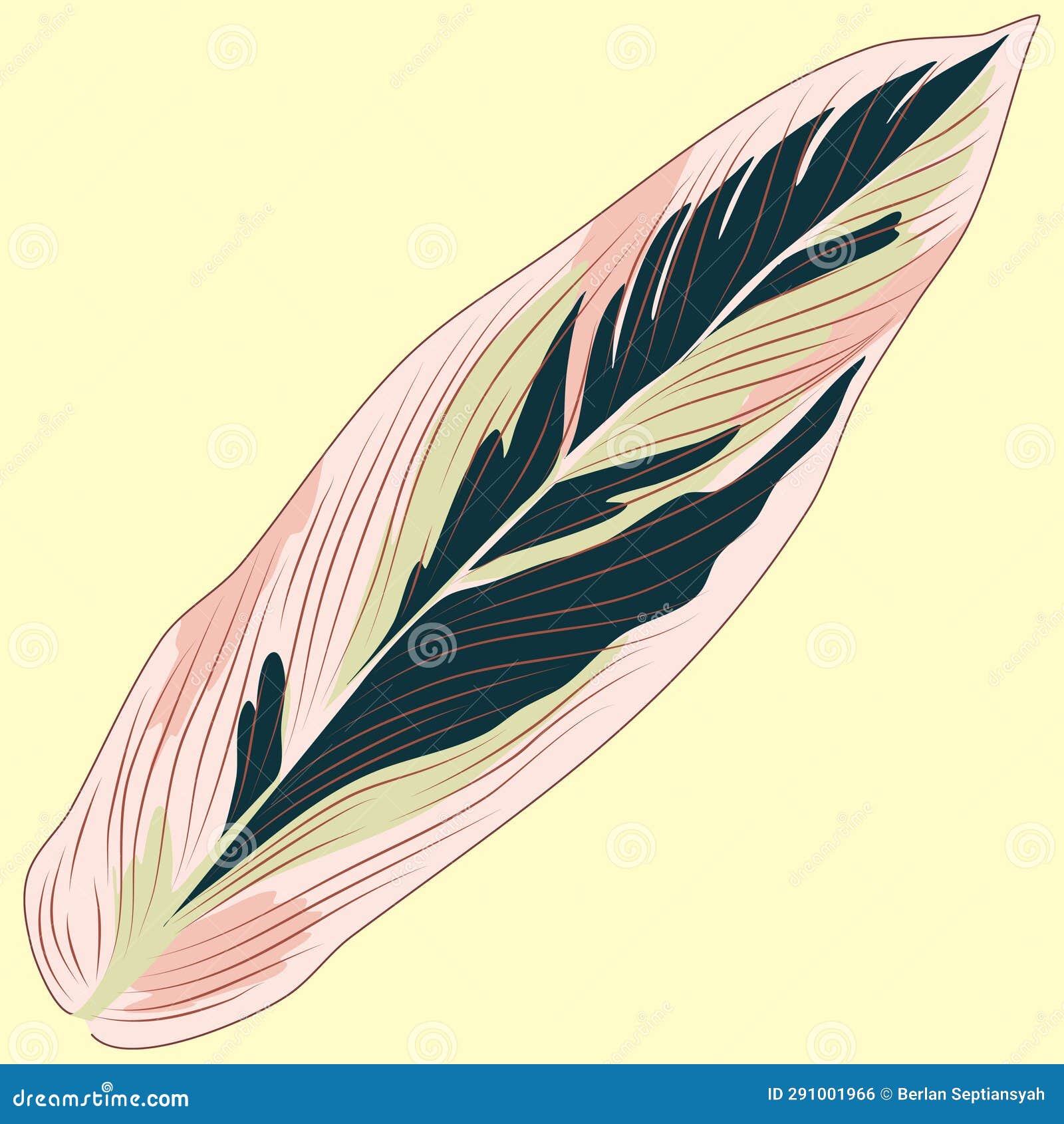 Stromanthe Trio Star Marantaceae Species Plant Eps File Vector ...