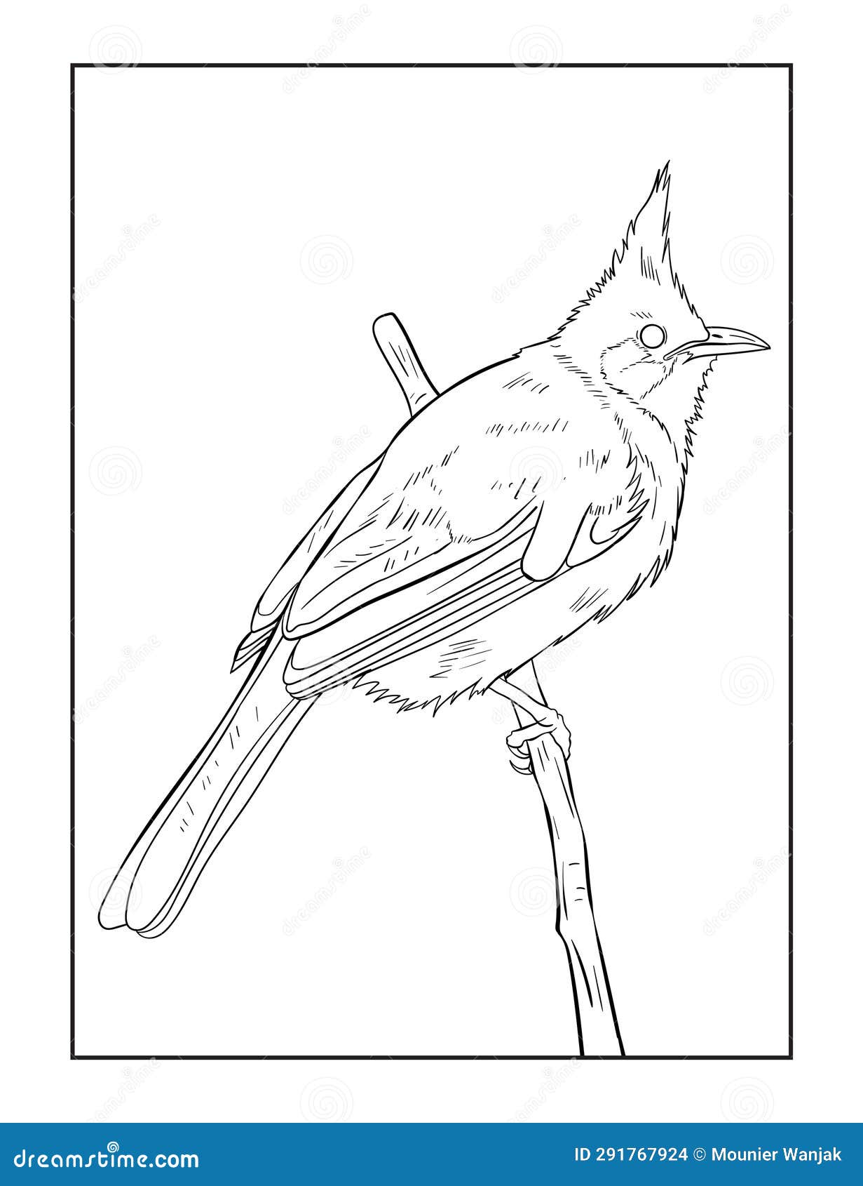 Bulbul Vector Bird Coloring Page Stock Vector - Illustration of ...