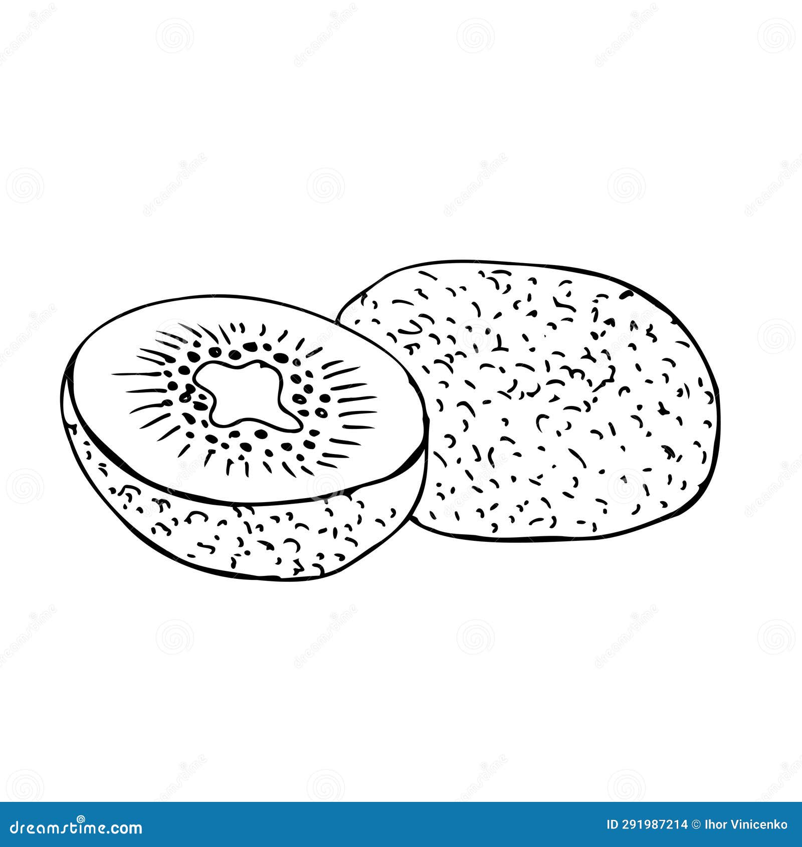 Kiwi drawing. Line art stock vector. Illustration of isolated - 291987214