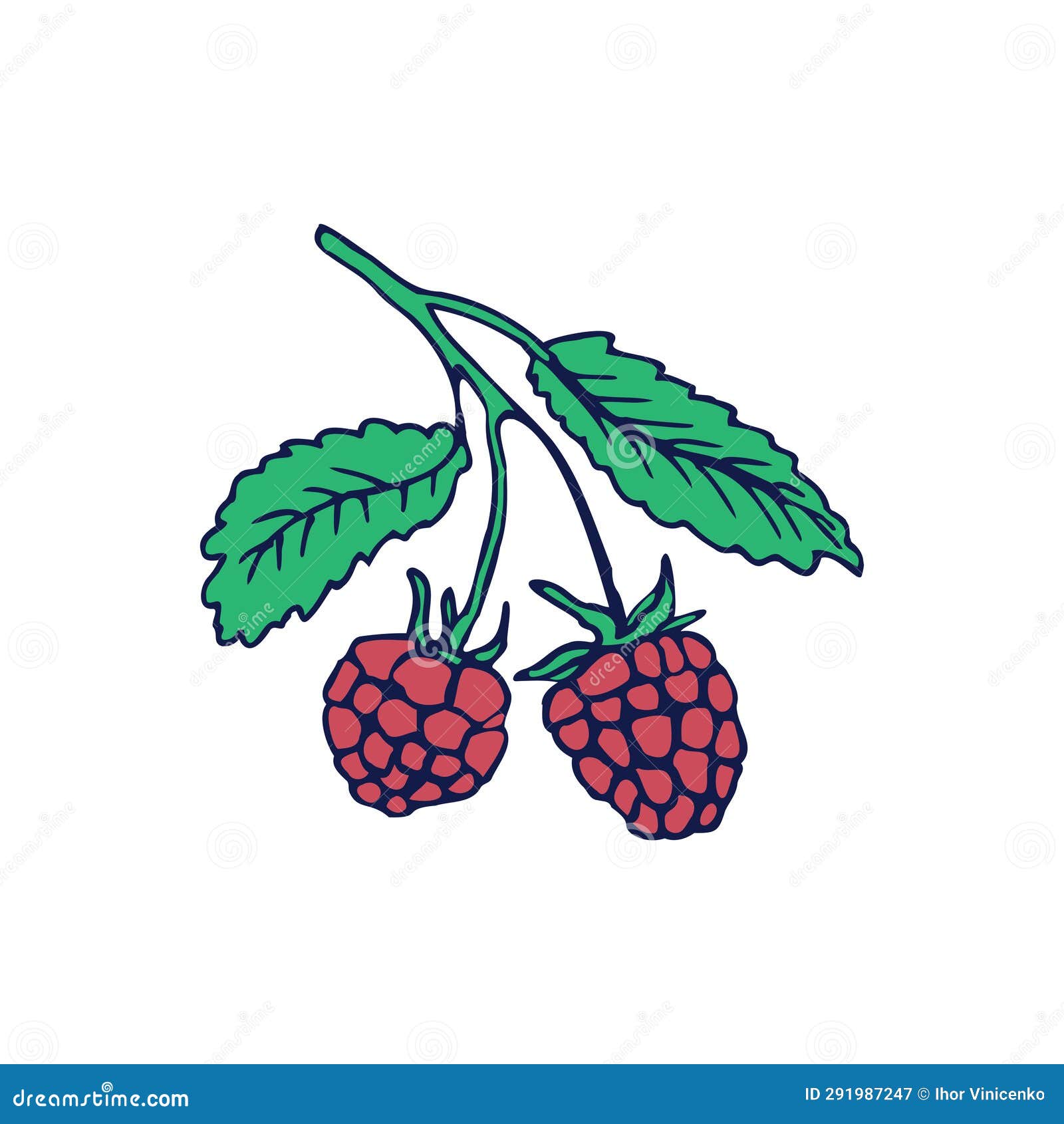 Raspberry Drawing. Line Art Stock Vector - Illustration of juicy ...