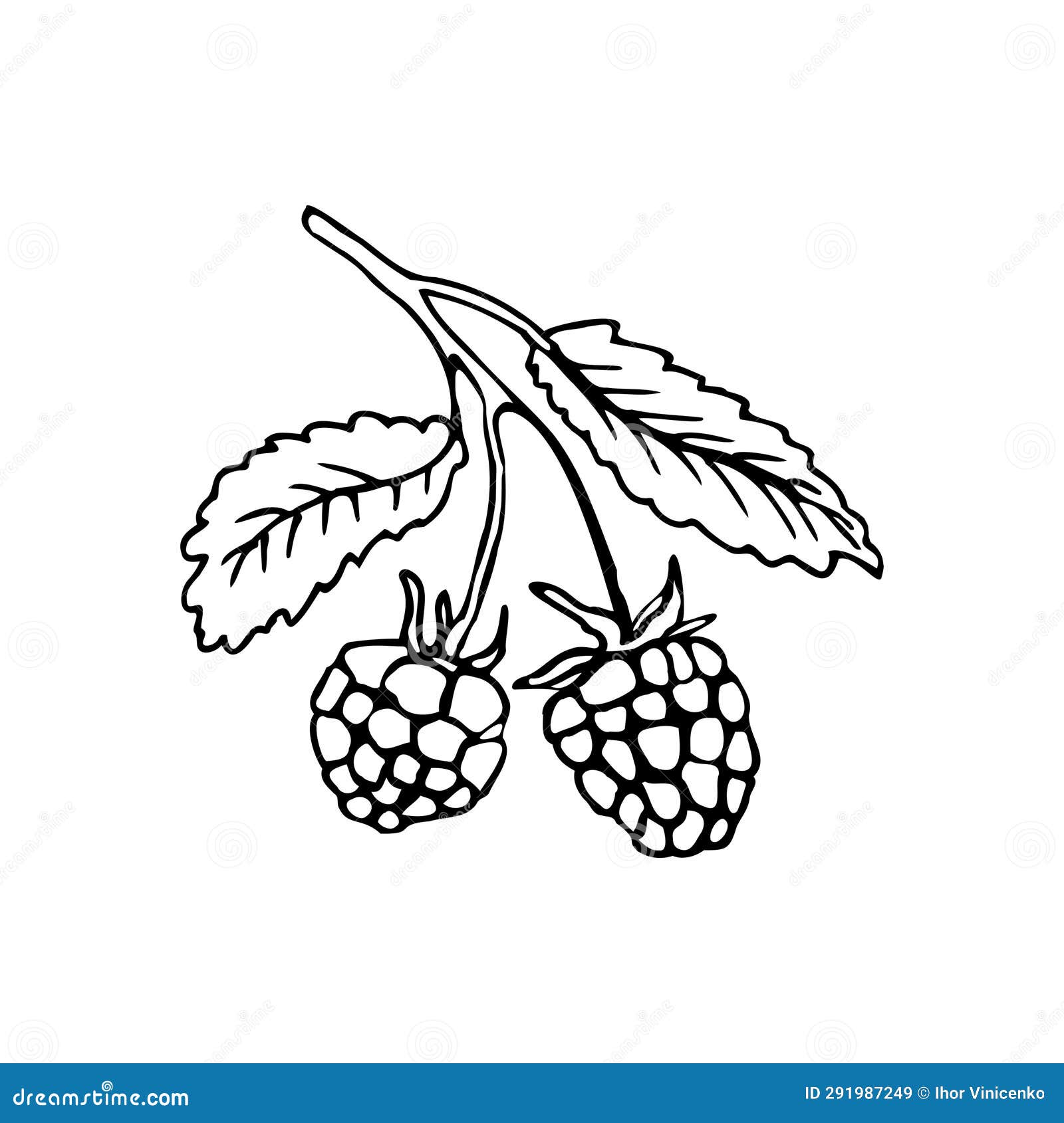 Raspberry Drawing. Line Art Stock Vector - Illustration of berry ...