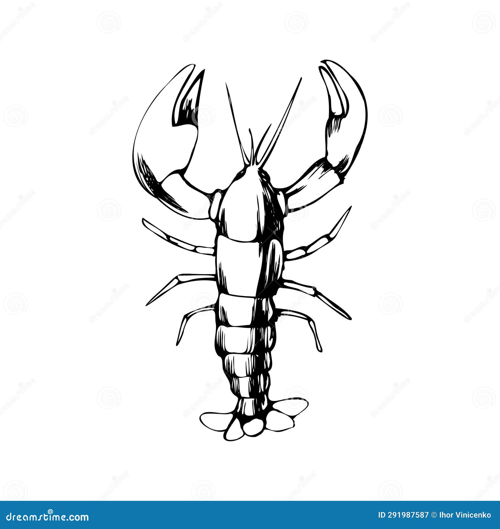 Lobster drawing. Line art stock vector. Illustration of gourmet - 291987587