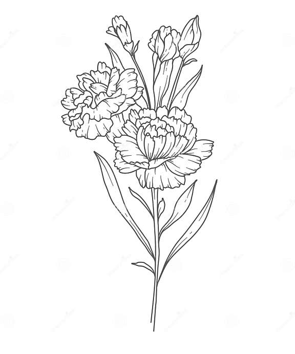 Carnation Line Art. Carnation Flower Outline Illustration. January ...