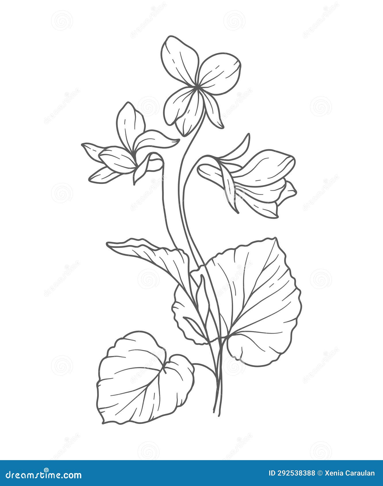 February Birth Flower, February Primrose Birth Flower, Primula Flower ...