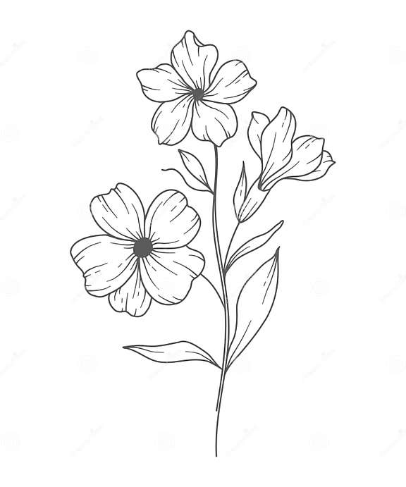 Primrose Flower Line Art. Primrose Outline Illustration. February Birth ...