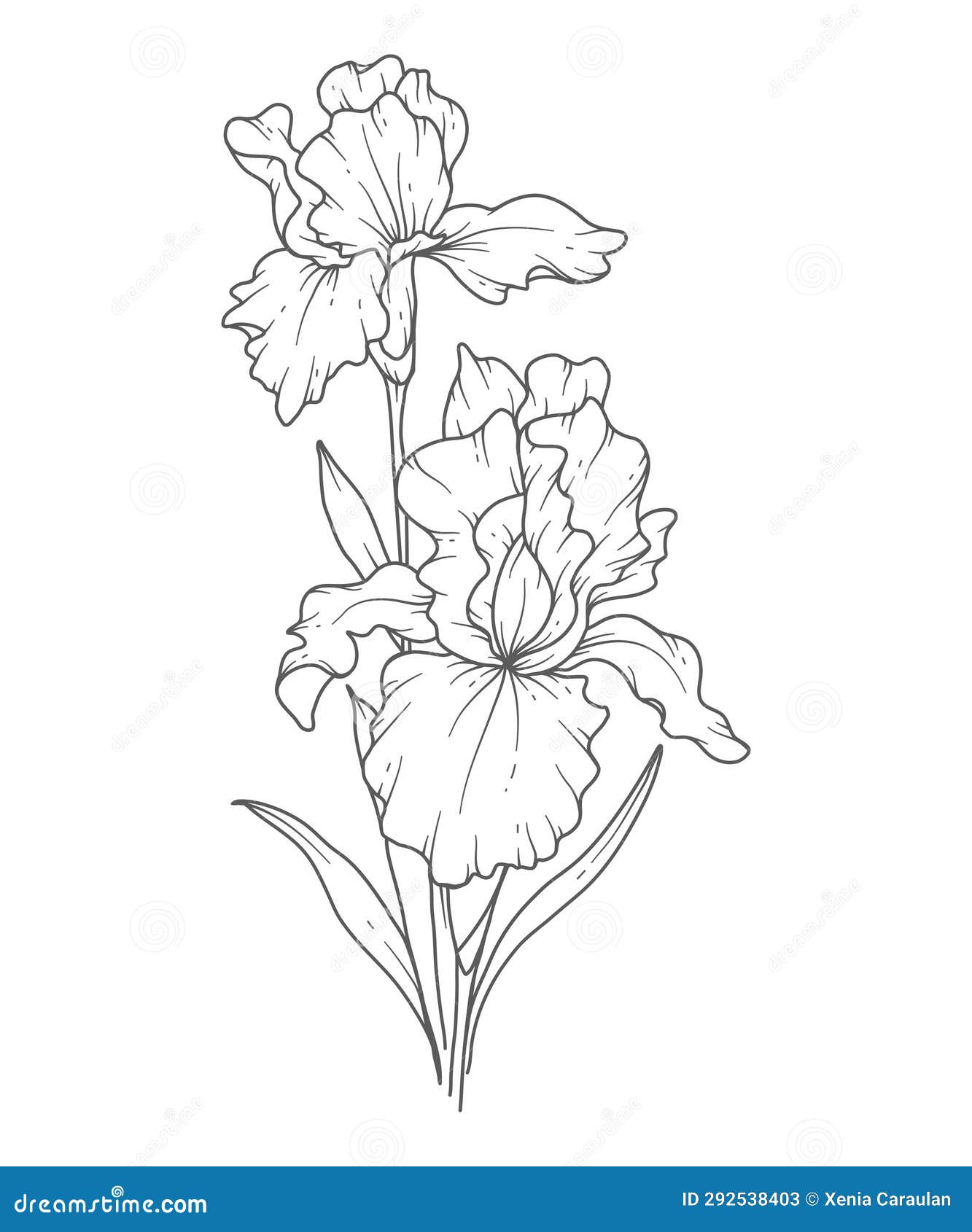 Iris Flower Line Art. Iris Outline Illustration. February Birth Month ...