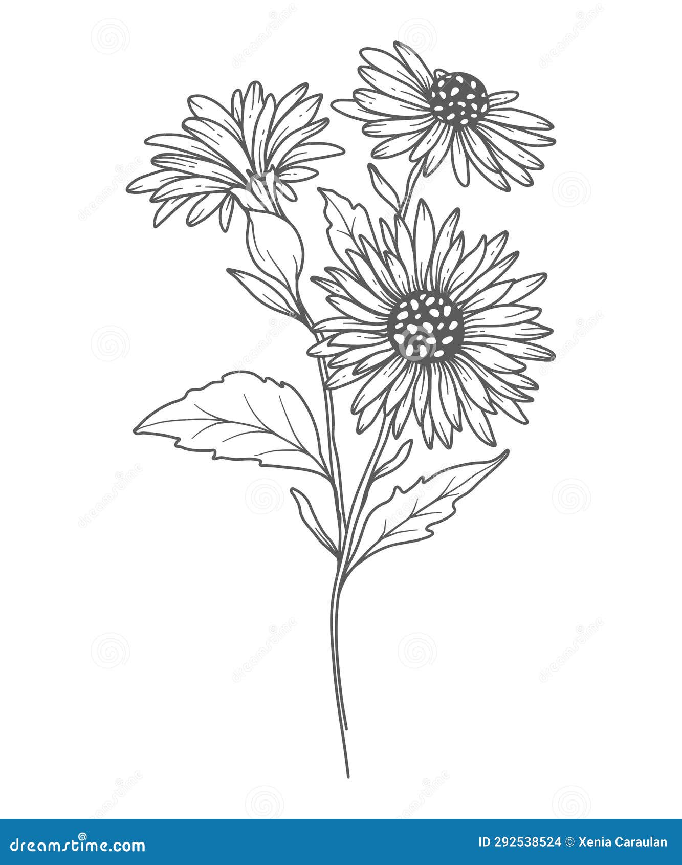 Aster Line Art. Aster Outline Illustration. September Birth Month ...