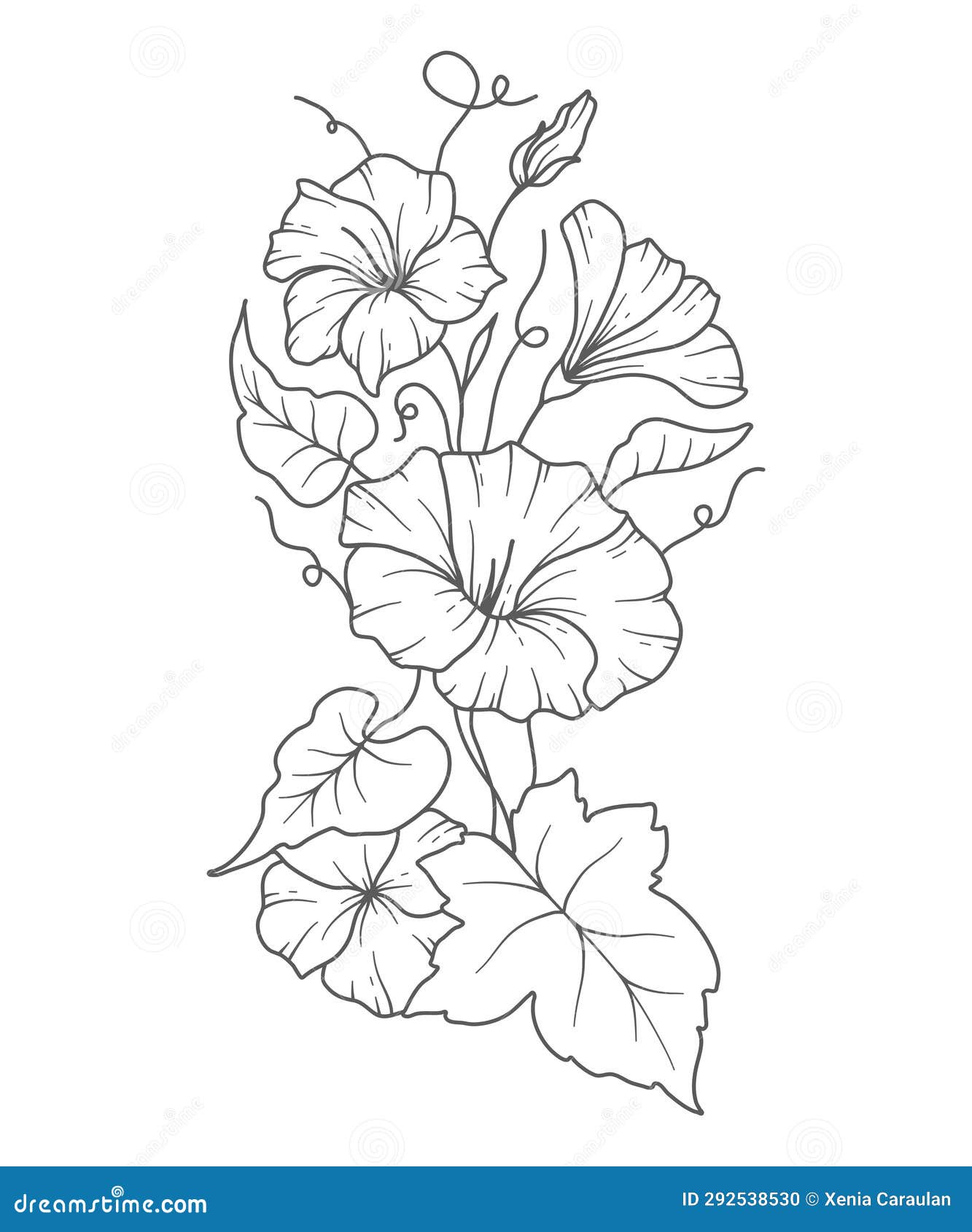 September Birth Month Flowers. Aster Outline Isolated On White. Morning ...