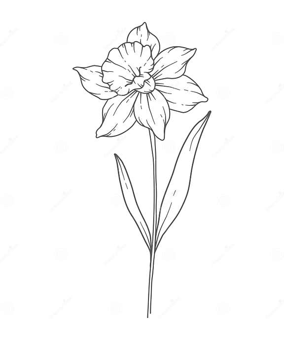 Narcissus Line Art. Narcissus Outline Illustration. December Birth ...