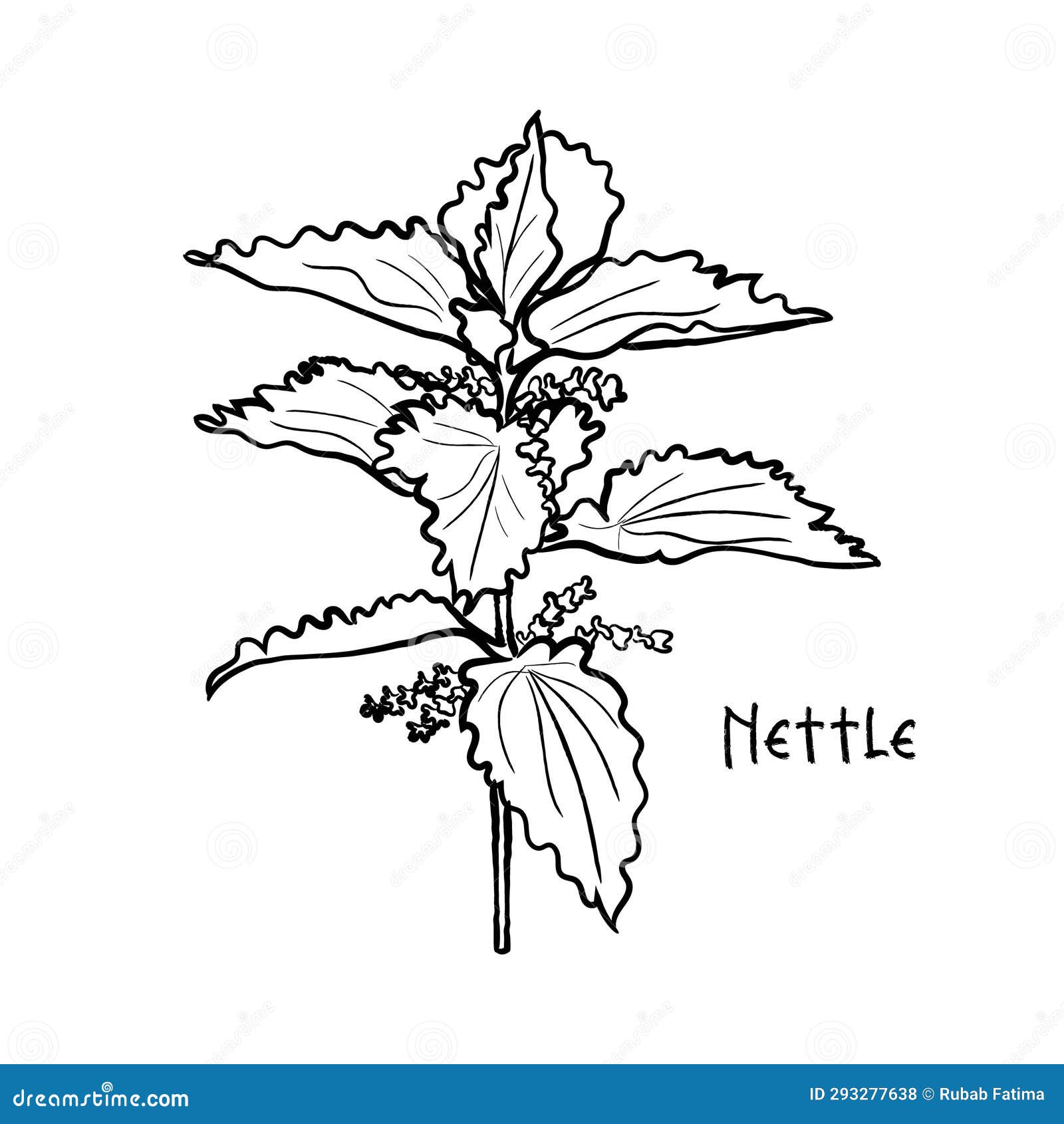 Vector of nettle stock illustration. Illustration of hand - 293277638