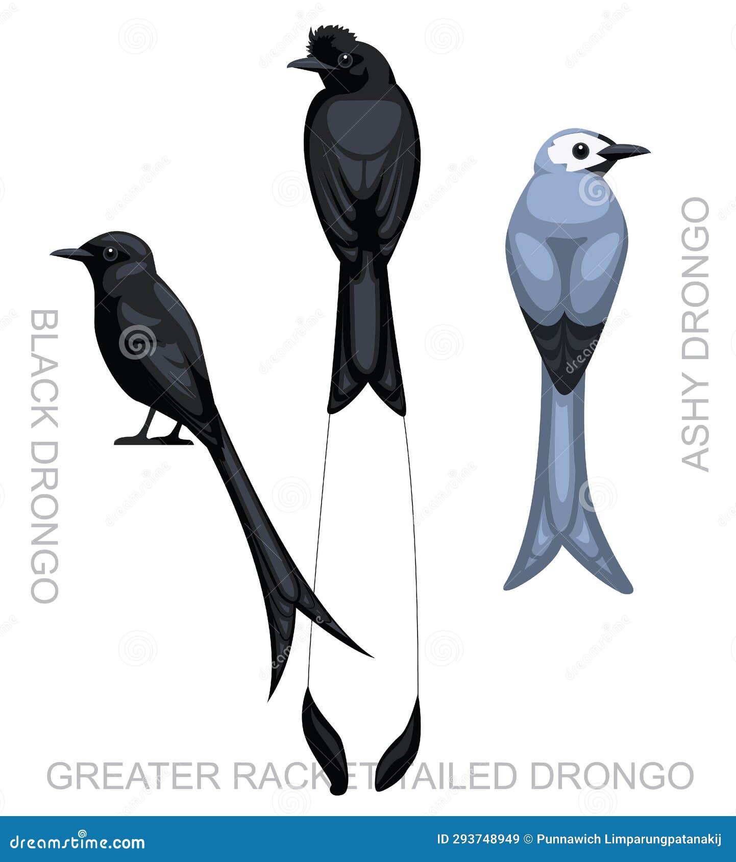 Cute Bird Drongo Set Cartoon Vector Stock Vector - Illustration of cute ...