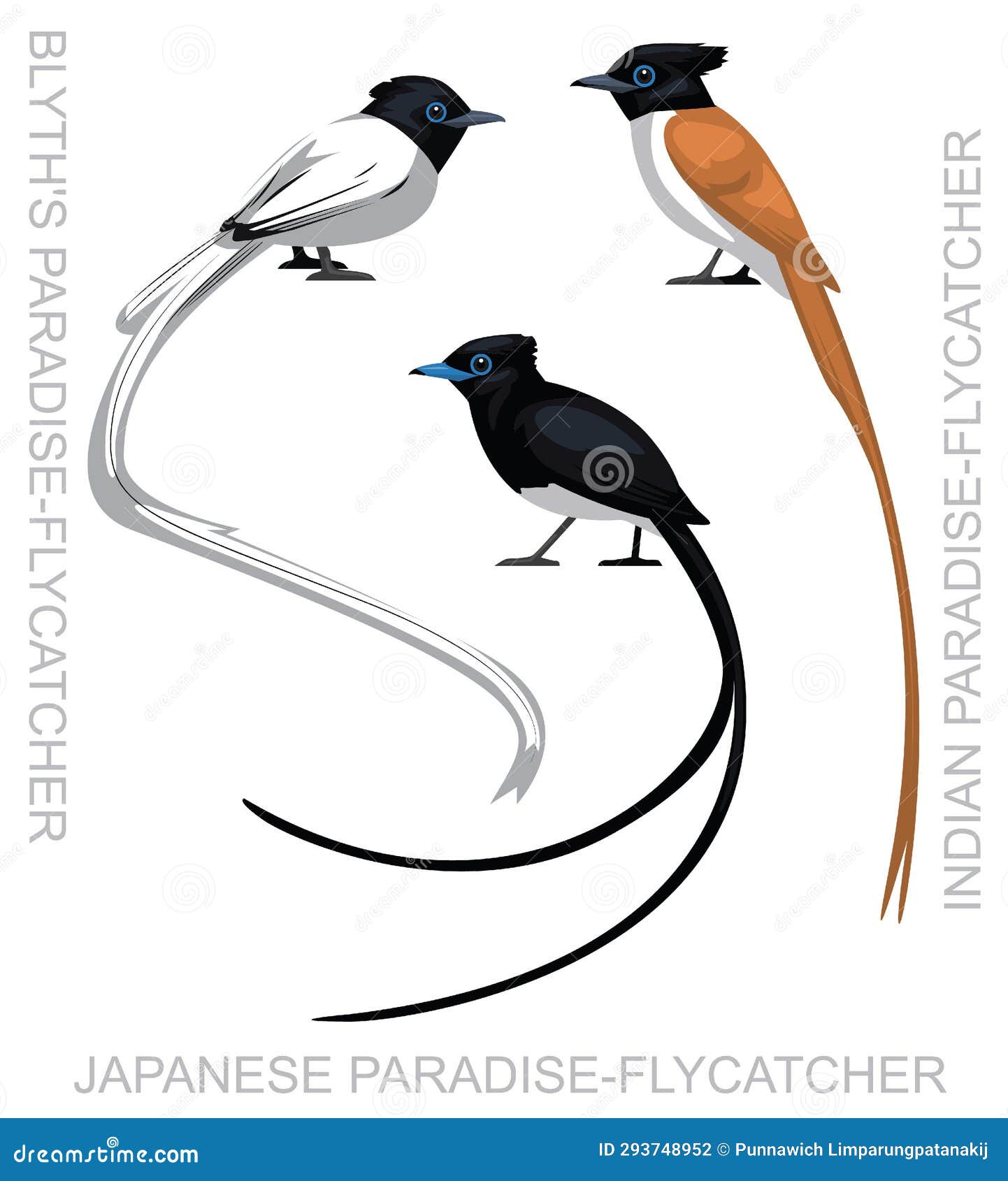 Cute Bird Paradise-Flycatcher Set Cartoon Vector Stock Vector ...