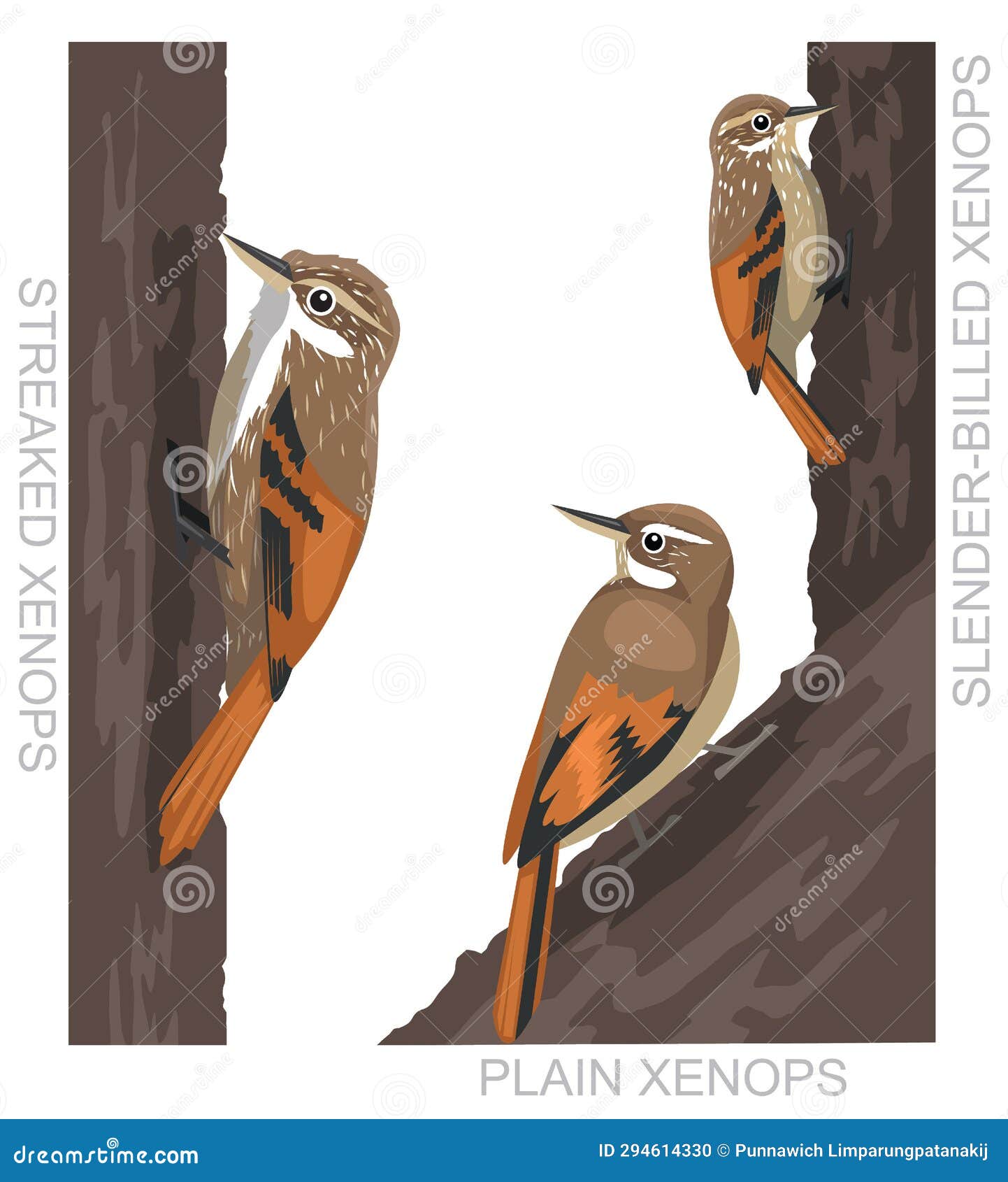 Cute Bird Xenops Set Cartoon Vector Stock Vector - Illustration of ...
