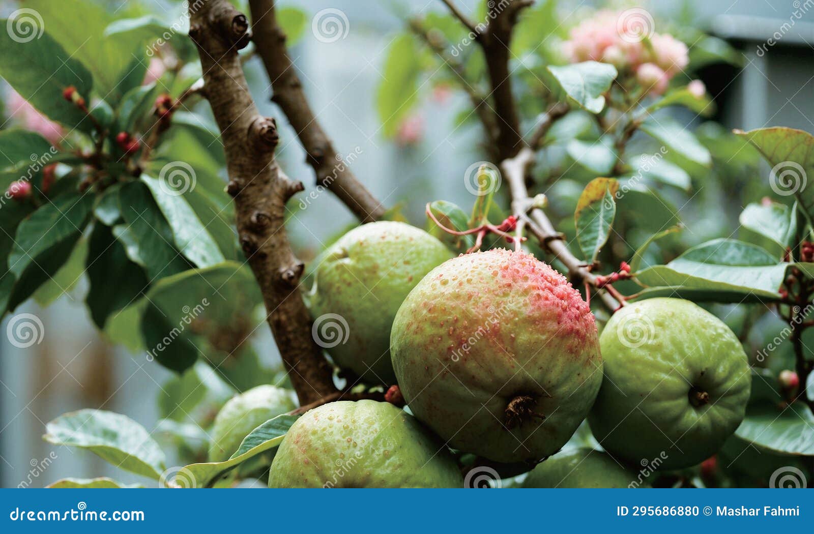 RIPE GUAVA FRUIT, in TREE, READY TO PICKin Stock Photo - Image of fresh ...