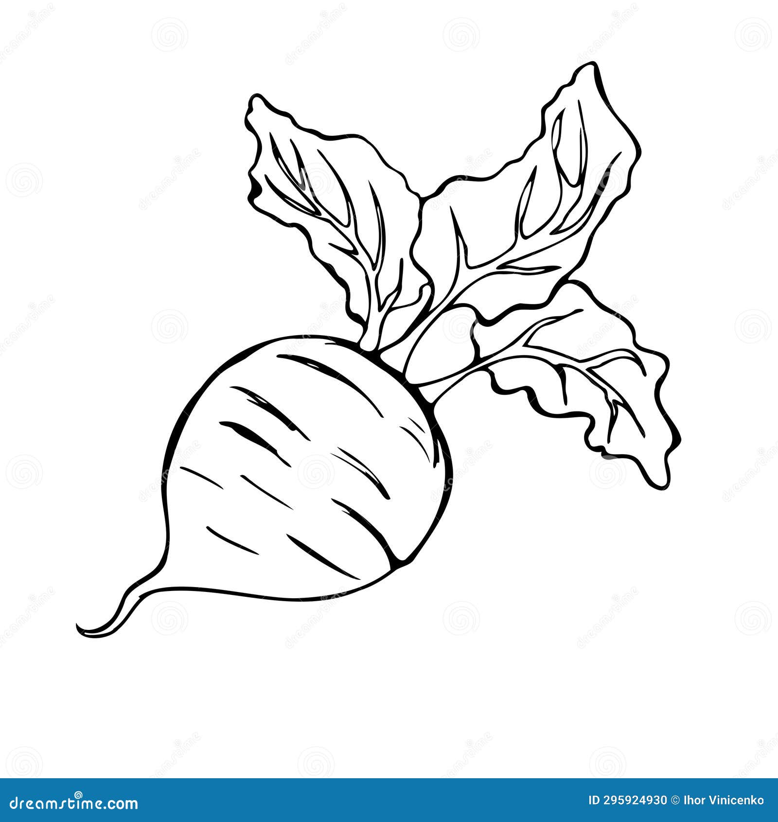 Beetroot Drawing. Black Line Sketch Stock Vector - Illustration of ...