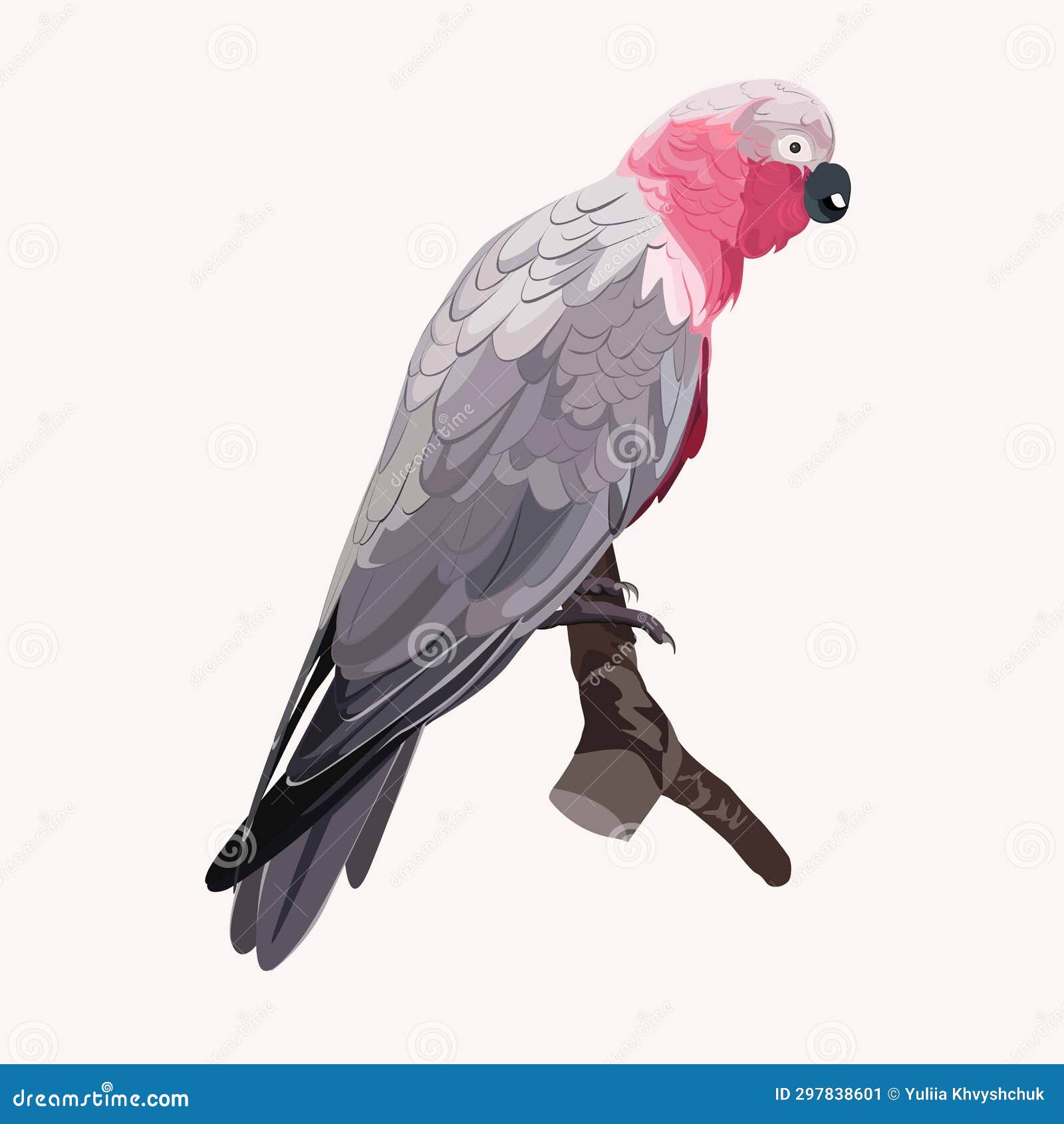 Pink Parrot Galah Bird Isolated On White Background. Australian Tropic ...