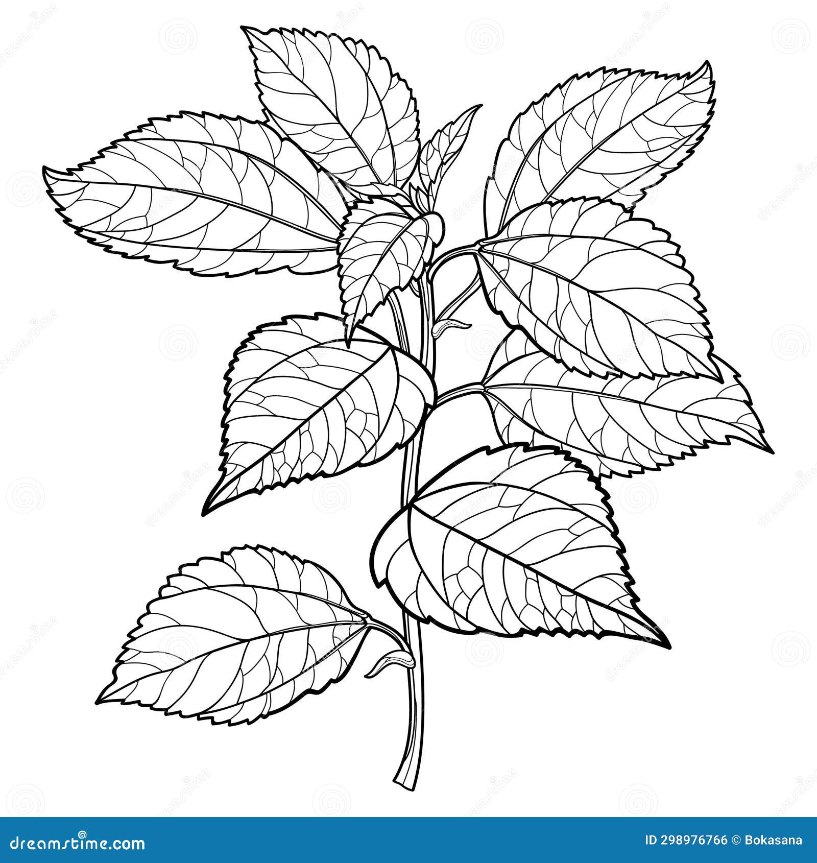 Bunch with Outline Mamaki or Waimea Pipturus Ptea Plant in Black ...