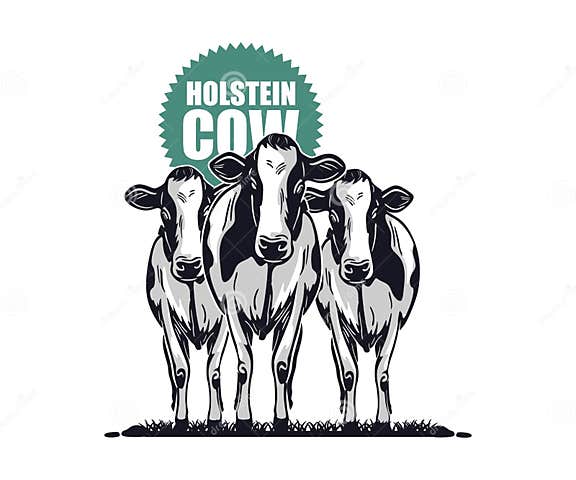 YOUNG HOLSTEIN COW STANDING LOGO Stock Illustration - Illustration of ...