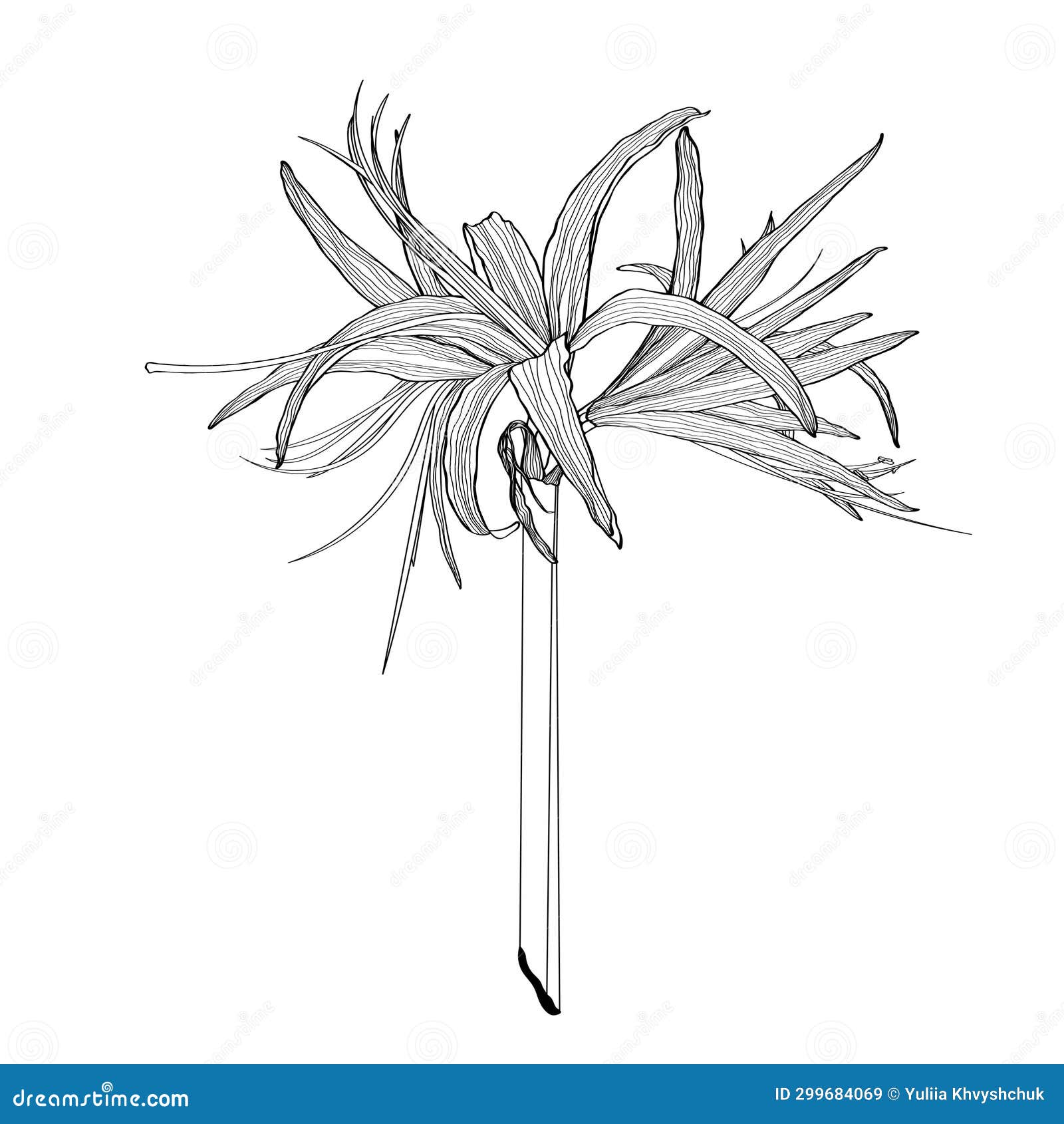 Decorative Clivia Amaryllis Line Flowers, Design Elements. Stock ...