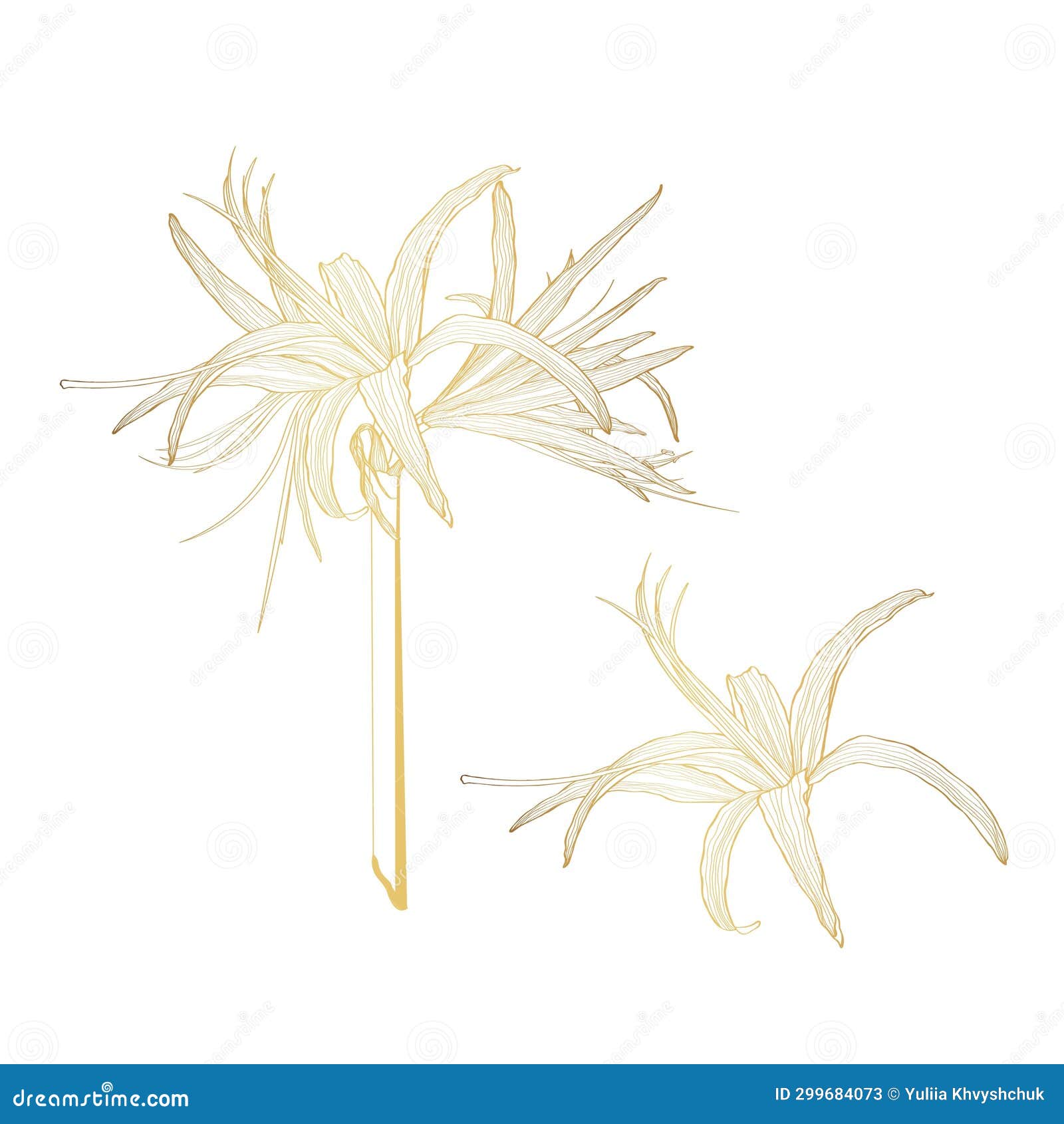 Decorative Clivia Amaryllis Line Flowers, Design Elements. Stock ...