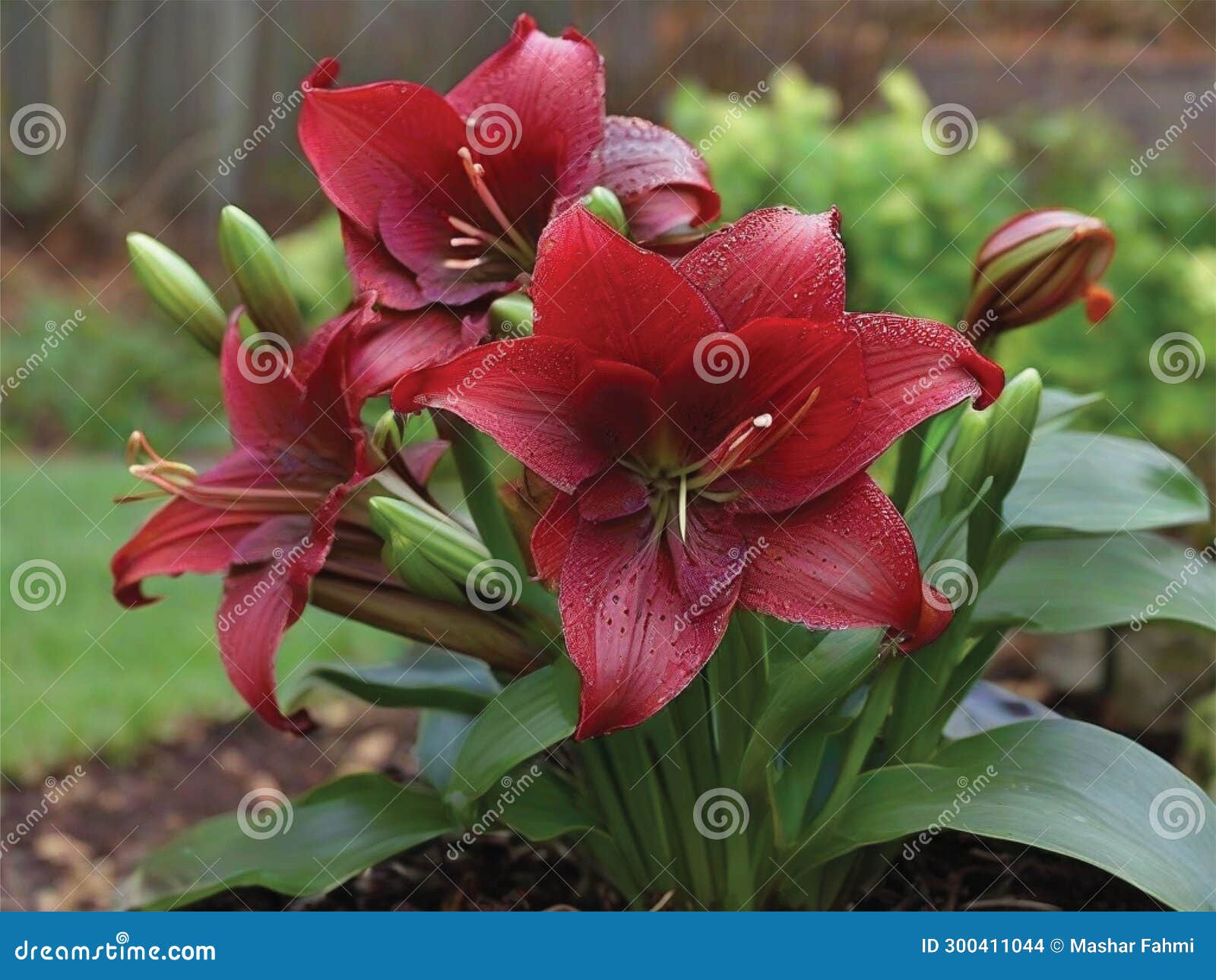 Red Amaryllis Flowers in Summer, so they Grow Abundantly Stock Photo ...