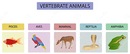 Vertebrate Animal from Animal Kingdom Classification Diagram Stock ...