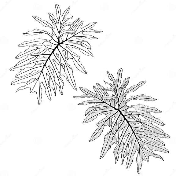Line Monstera Philodendron Leaf Set. Beautiful Natural Outline Icon or ...