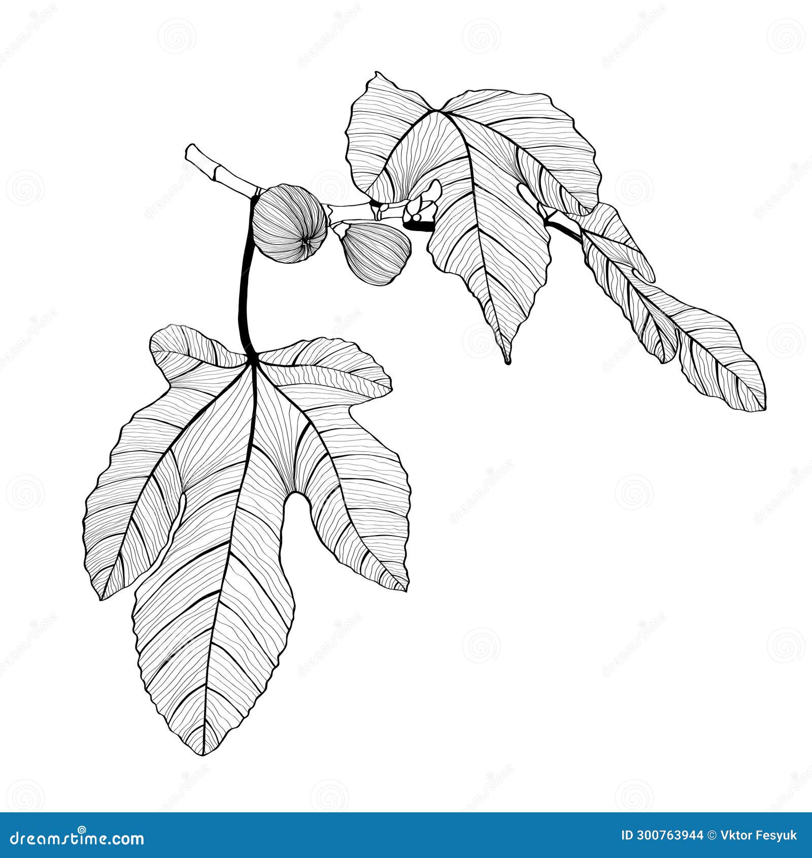 Branch of Fig Tree. Contour Naturalistic Illustration. Fig Branch with ...