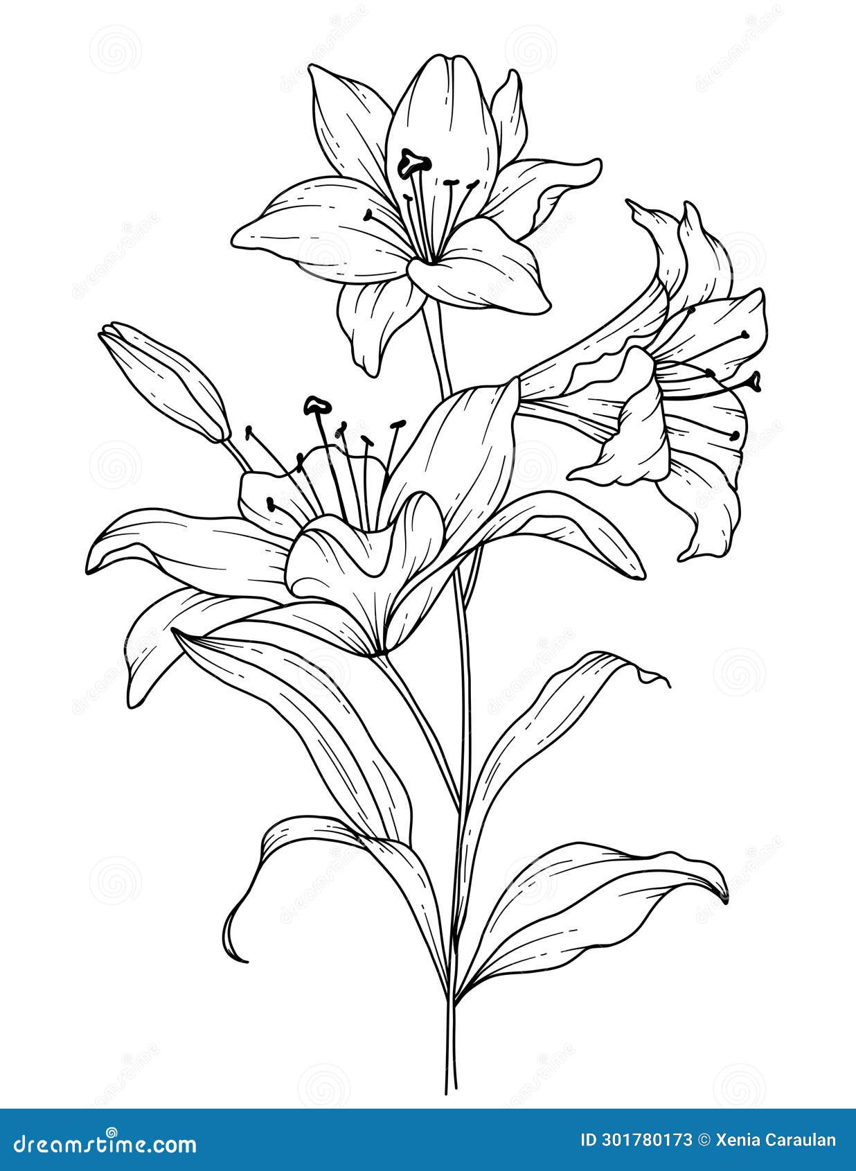 Lily Line Drawing. Black And White Floral Bouquets. Flower Coloring ...