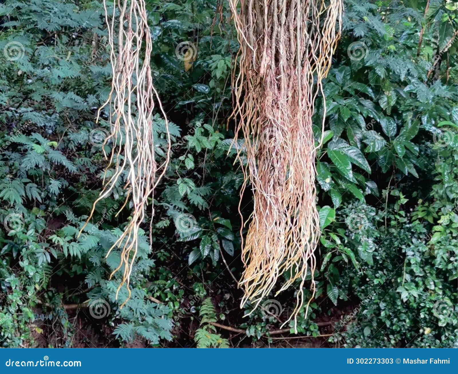 Hanging Roots of Forest Trees that Can Be Used As Medicine Stock Image ...
