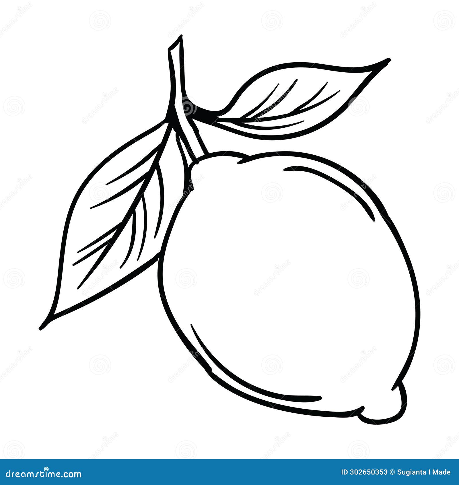 Hand drawing lime stock vector. Illustration of coloring - 302650353