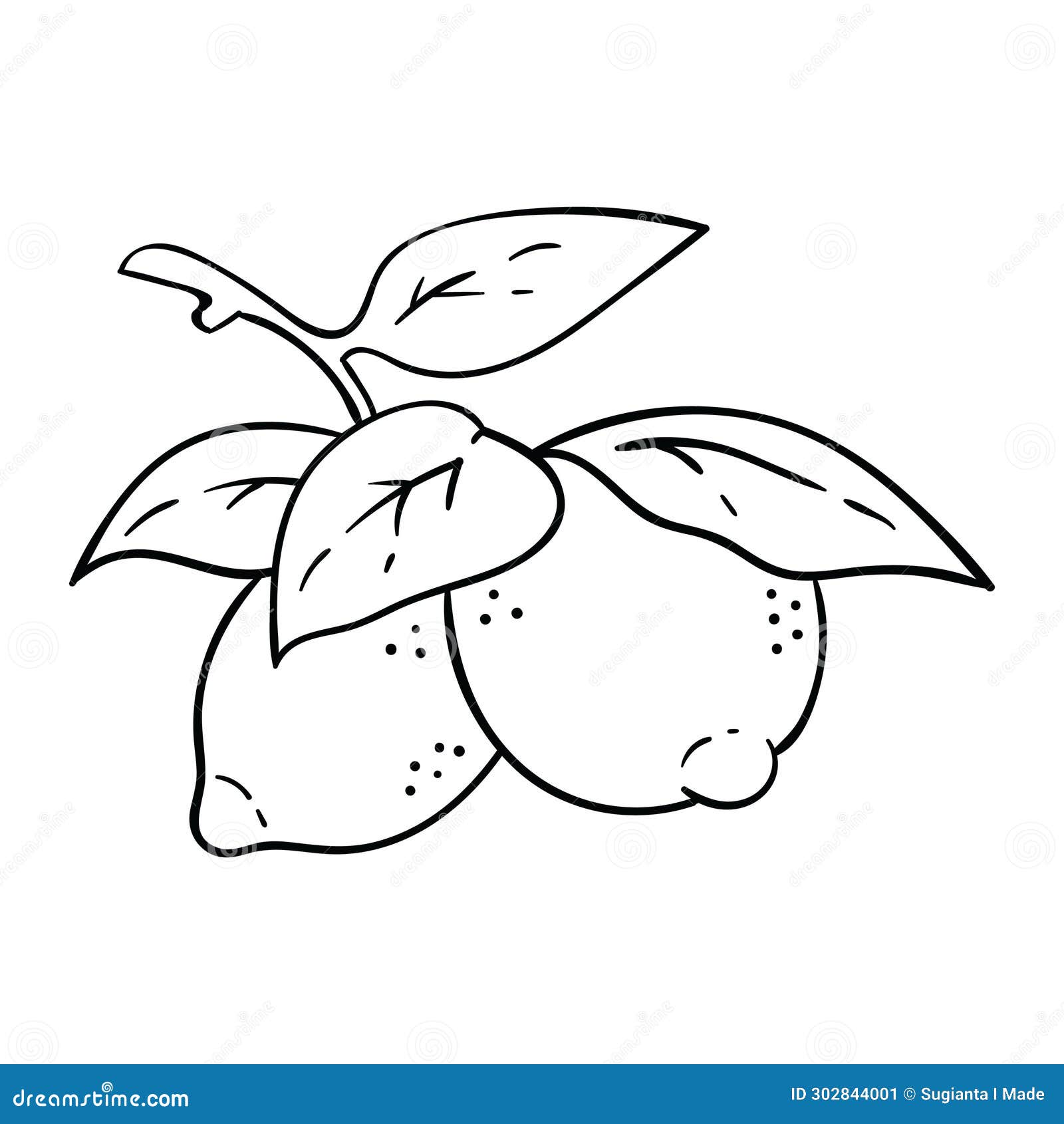 Hand drawing lime stock vector. Illustration of fruit - 302844001