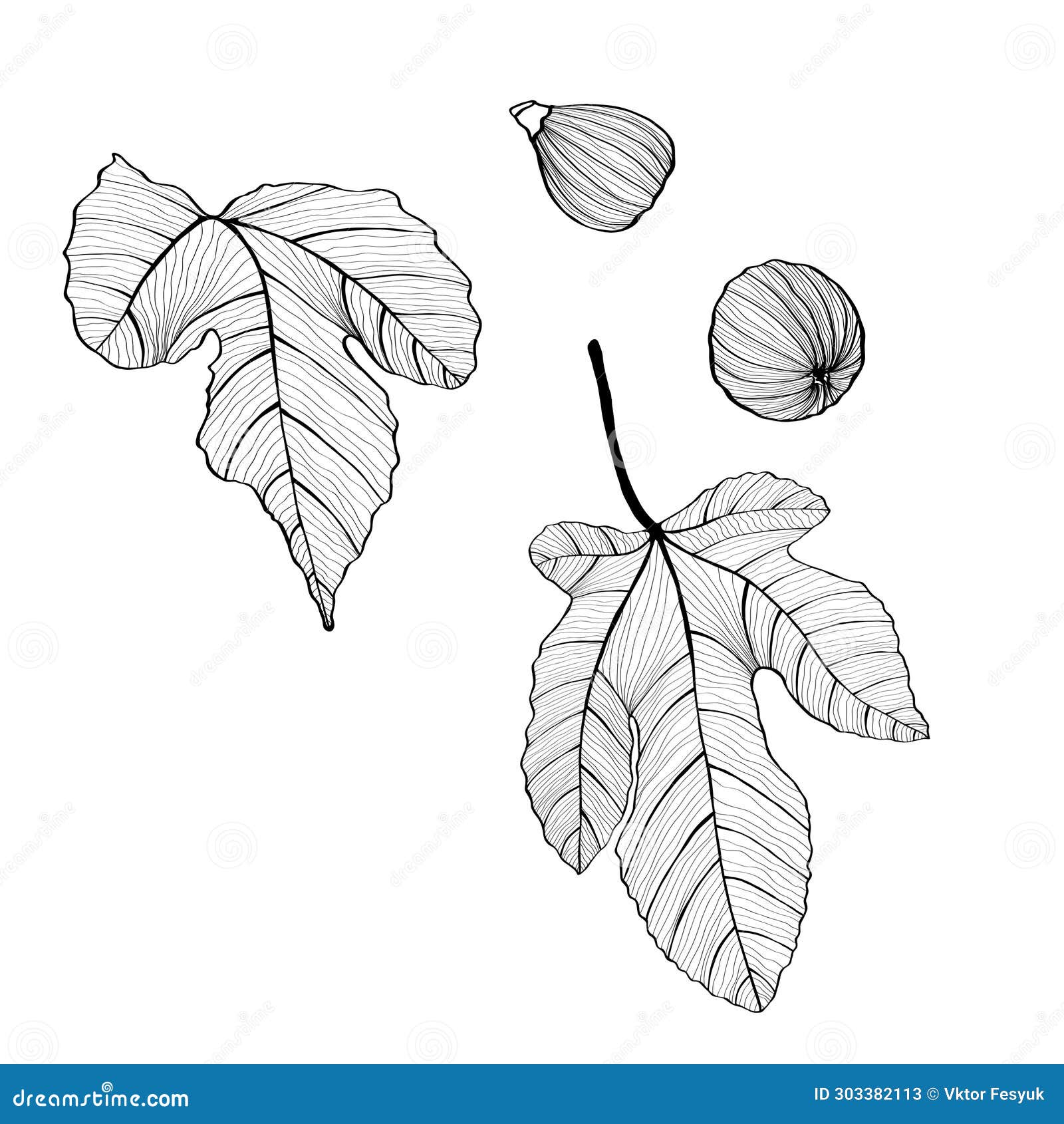 Fig Line Element. Exotic Branch with Fruit and Leaves. Ripe Fig Icon ...