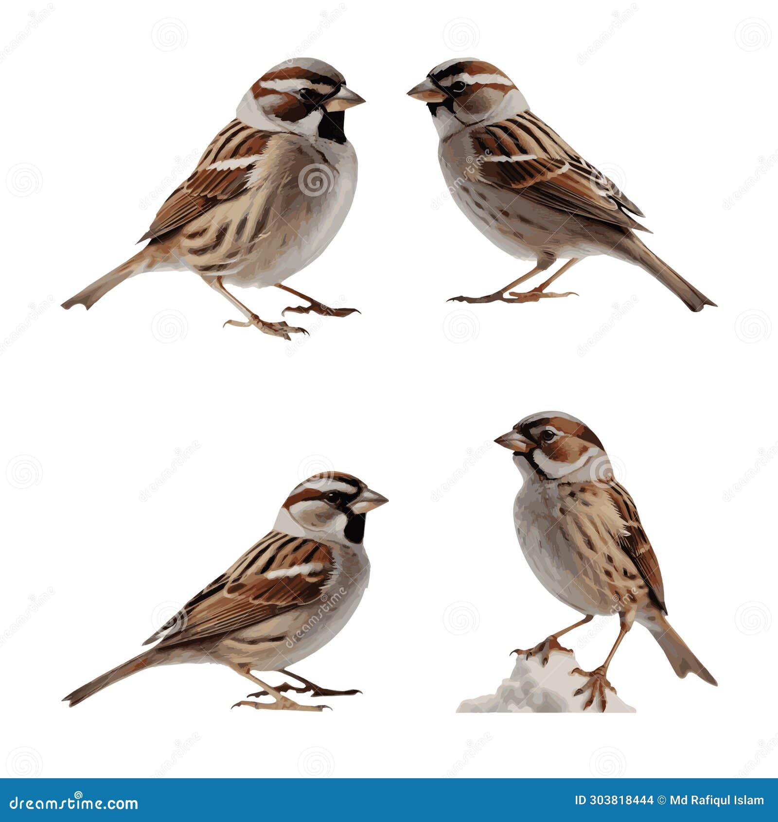 Beautiful Sparrow Set Isolated on a White Background Stock Vector ...