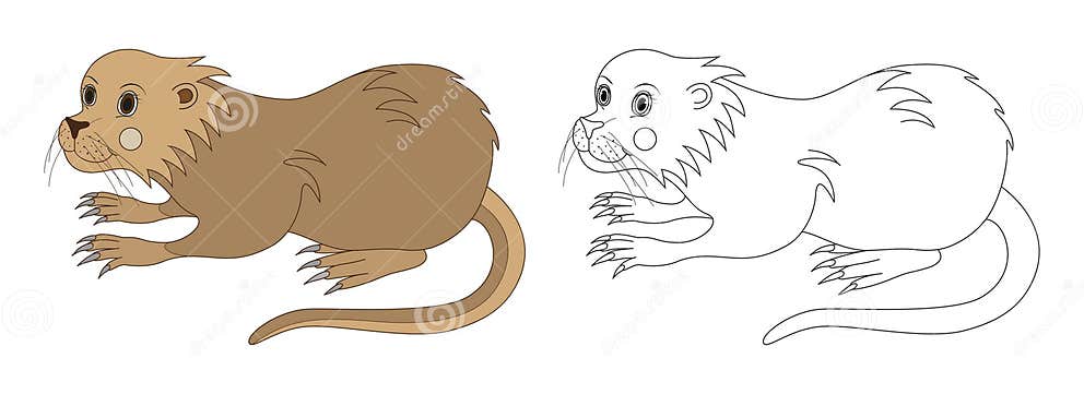 Nutria Line and Color Illustration. Stock Illustration - Illustration ...