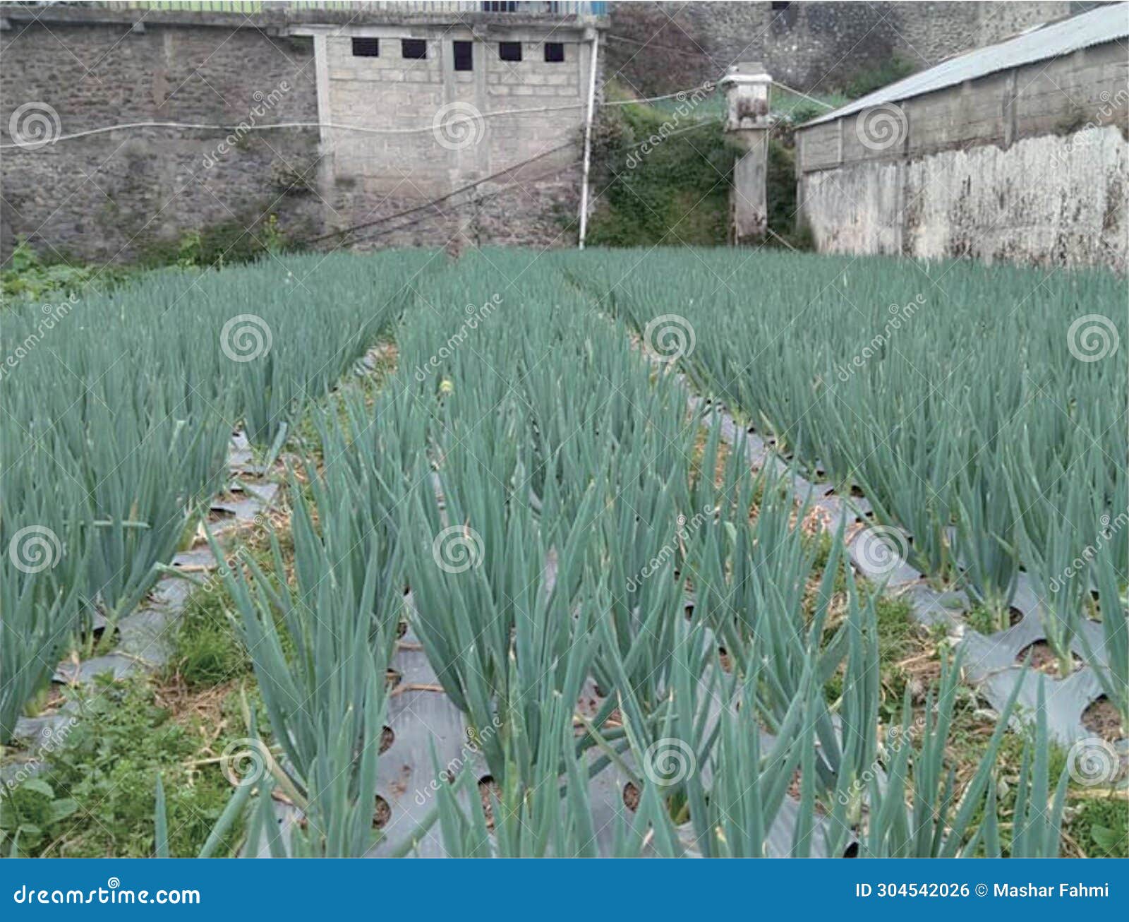 Leek Plants, Planted Near People S Homes in Indonesia Stock Photo ...