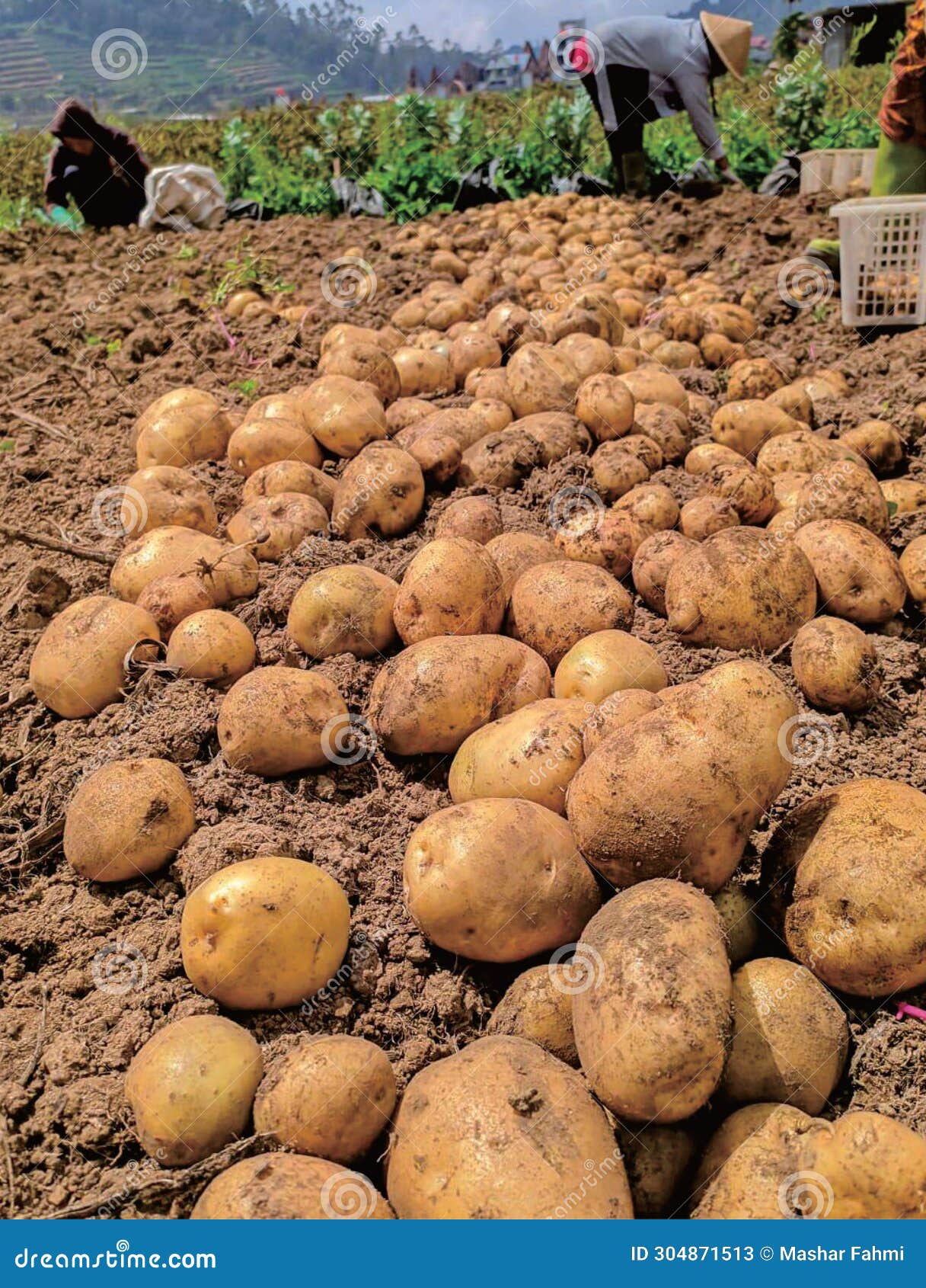 Potato Farmers are so Happy To Welcome Harvest Day with Good Results ...