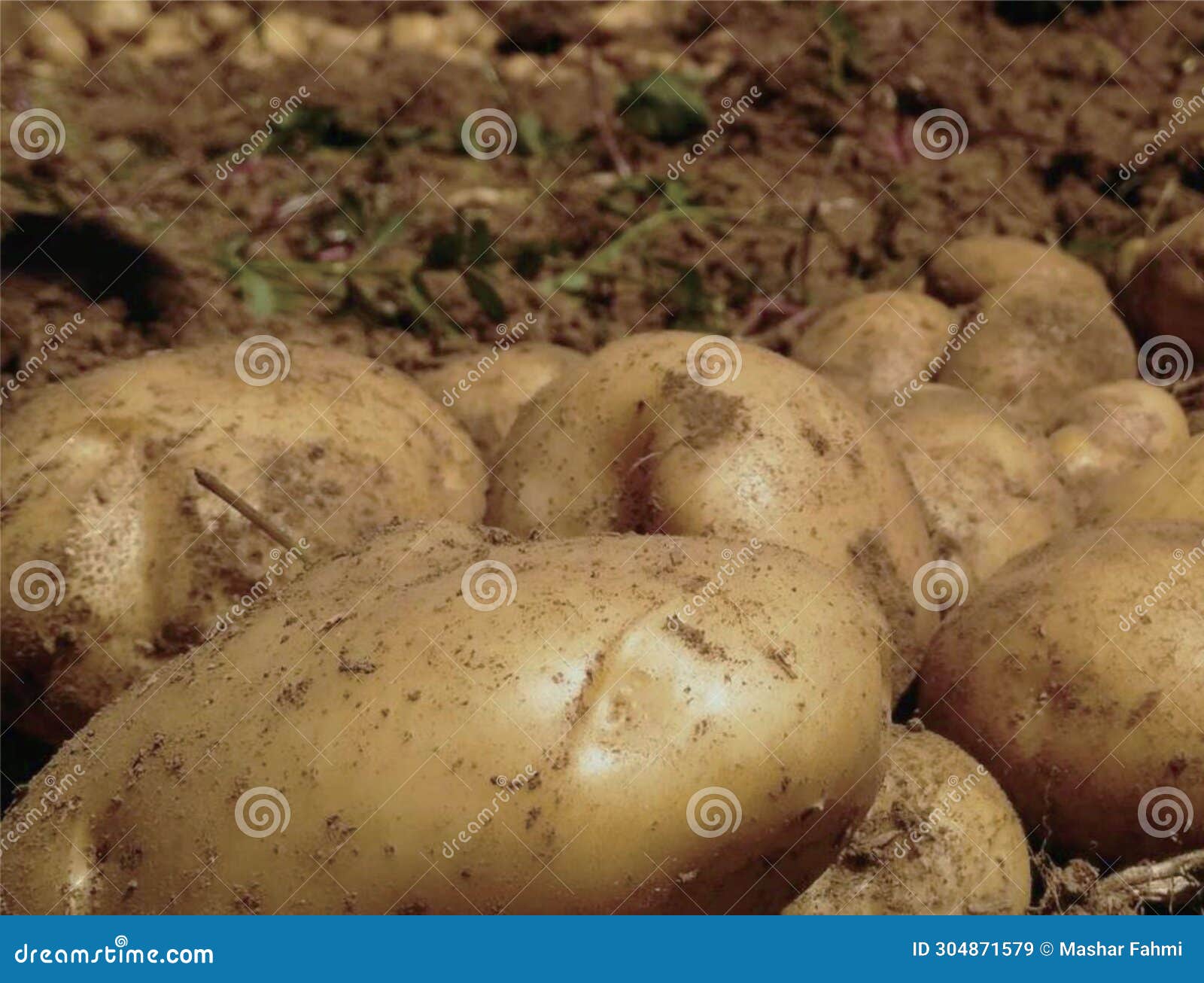Harvesting Big Potato Grade a in Garden Stock Image - Image of farmer ...