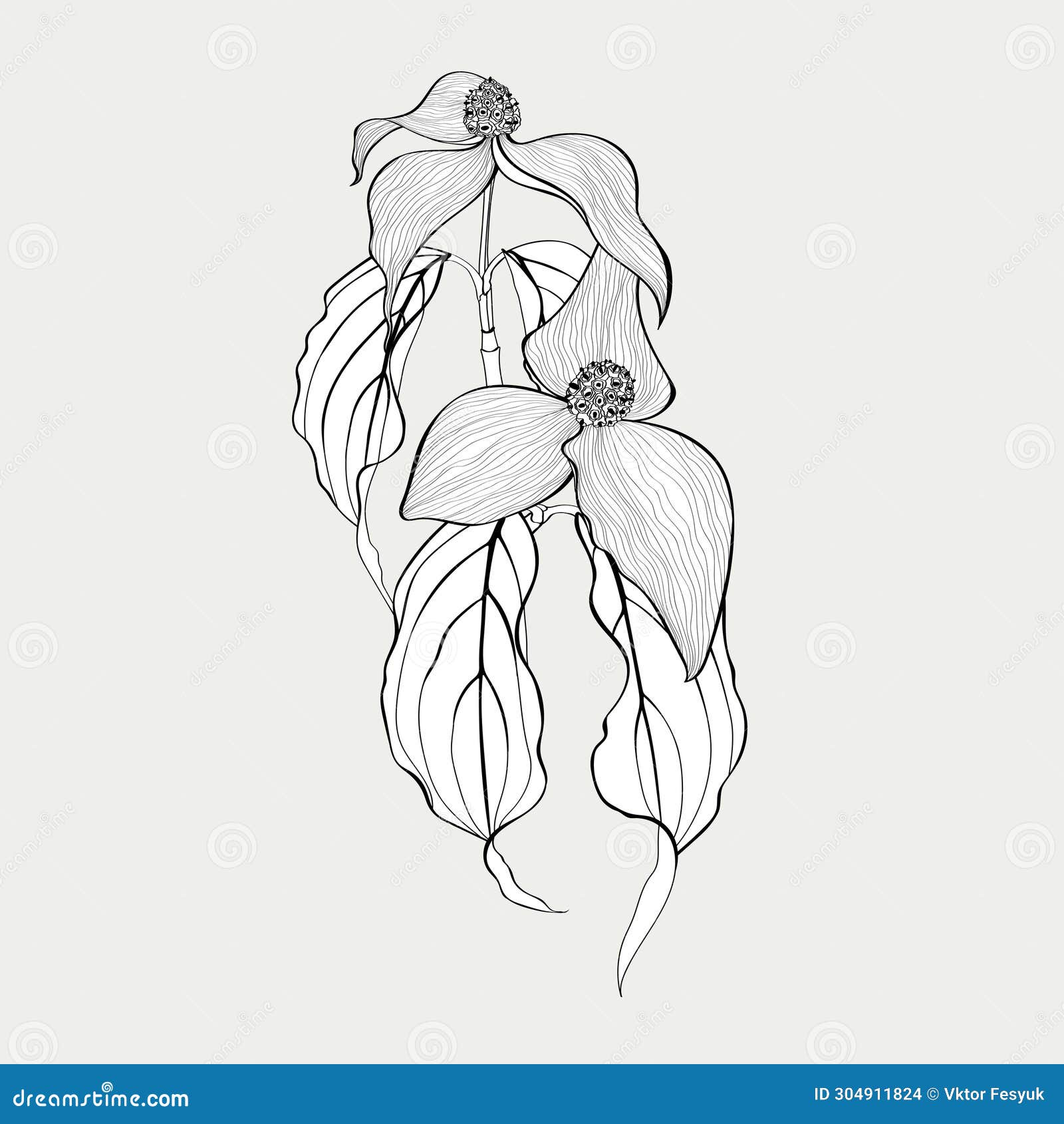 Dogwood Branch with Flowers. Cornus Florida. Line Drawing Illustration ...