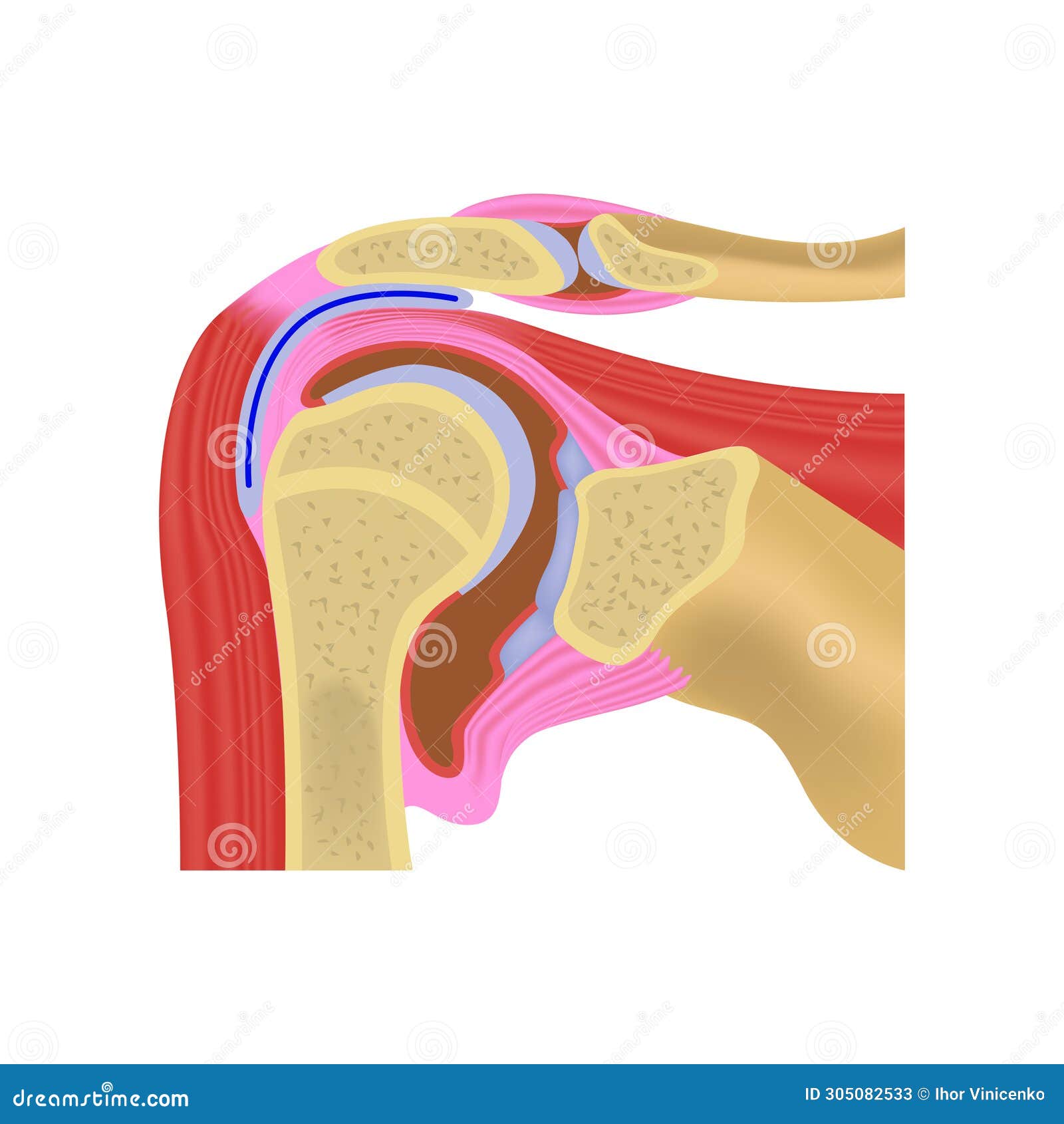 Human Anatomy. Cross Section of the Shoulder Joint Stock Vector ...