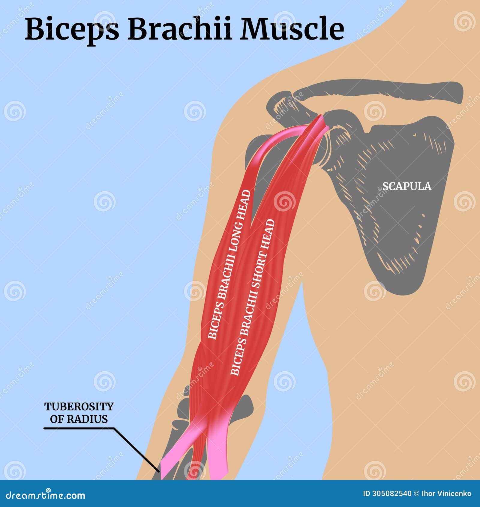 Human Anatomy. Biceps Brachii Muscle Stock Vector - Illustration of ...