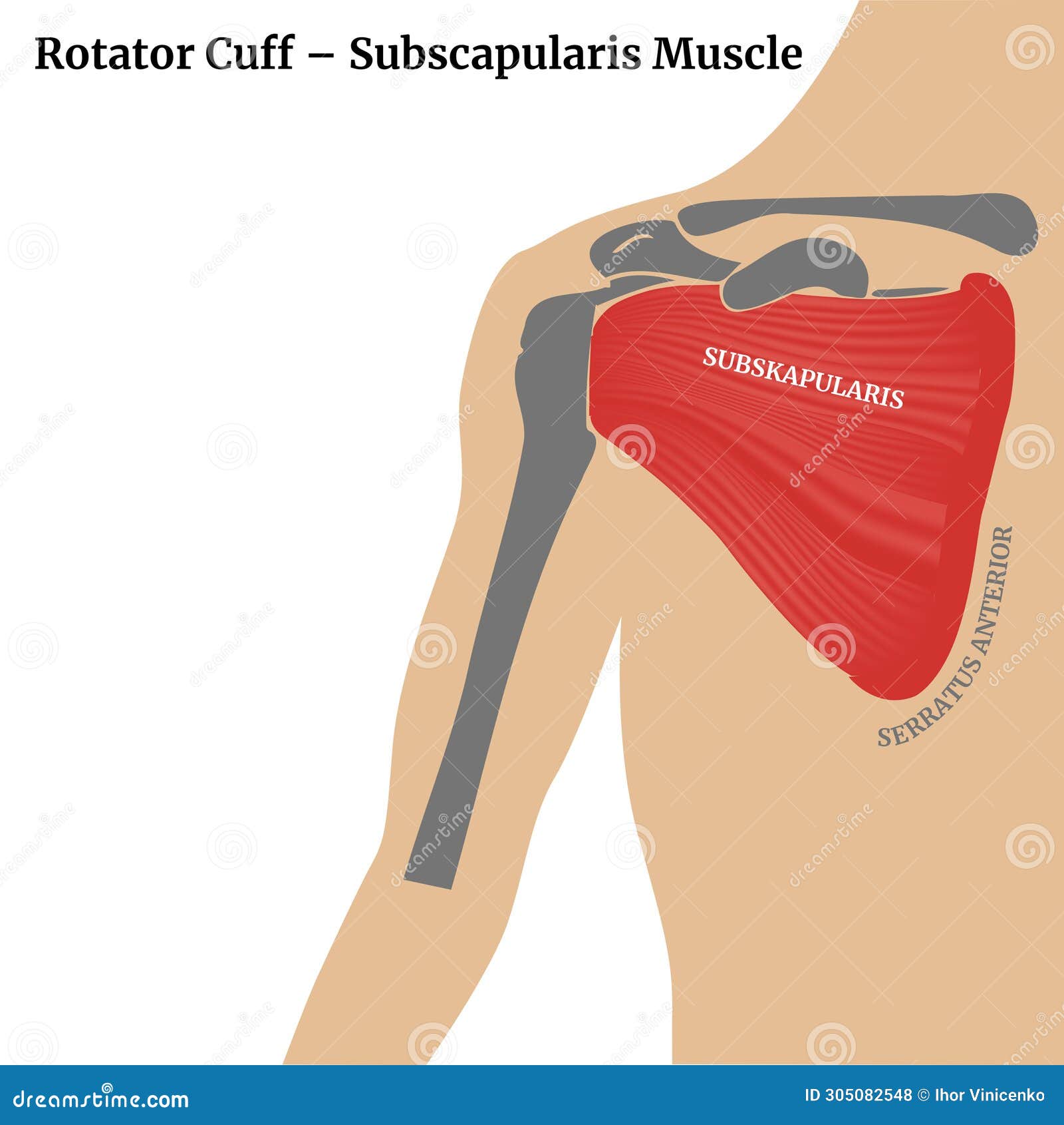 Human Anatomy. Rotator Cuff, Subscapularis Muscle Stock Vector ...