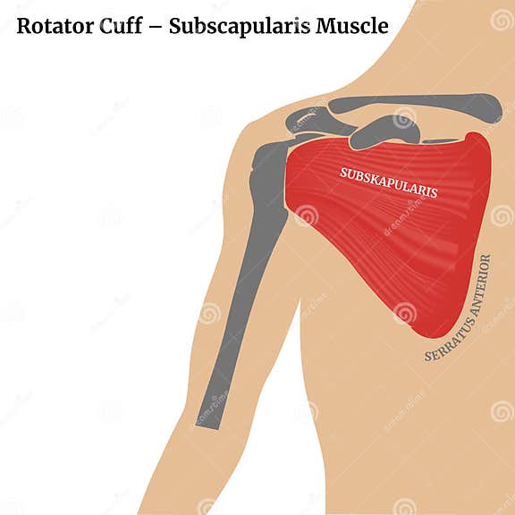 Human Anatomy. Rotator Cuff, Subscapularis Muscle Stock Vector ...