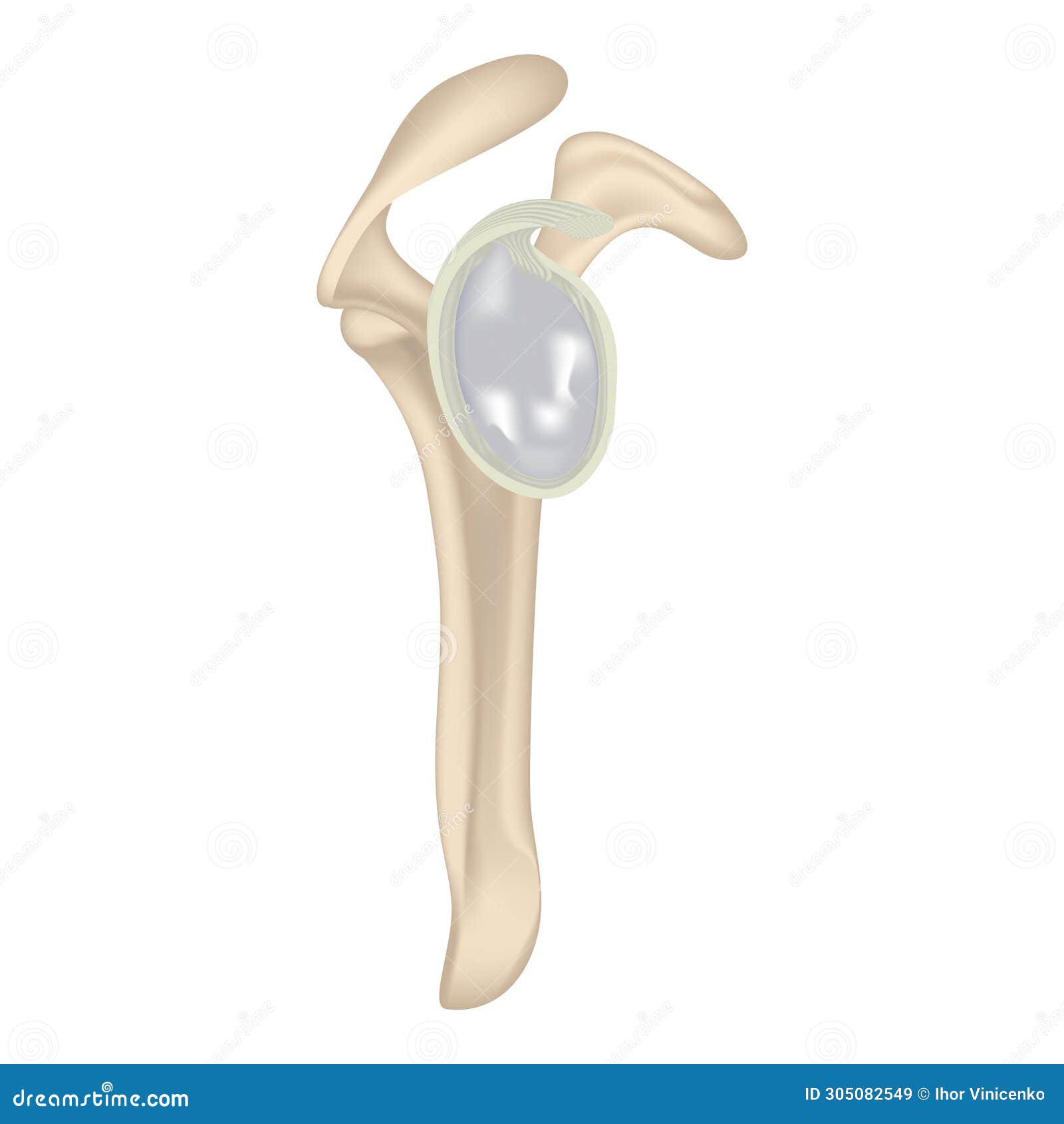 Human Anatomy. Glenoid Cavity. The Structure Of The Clavicle. Cartoon ...